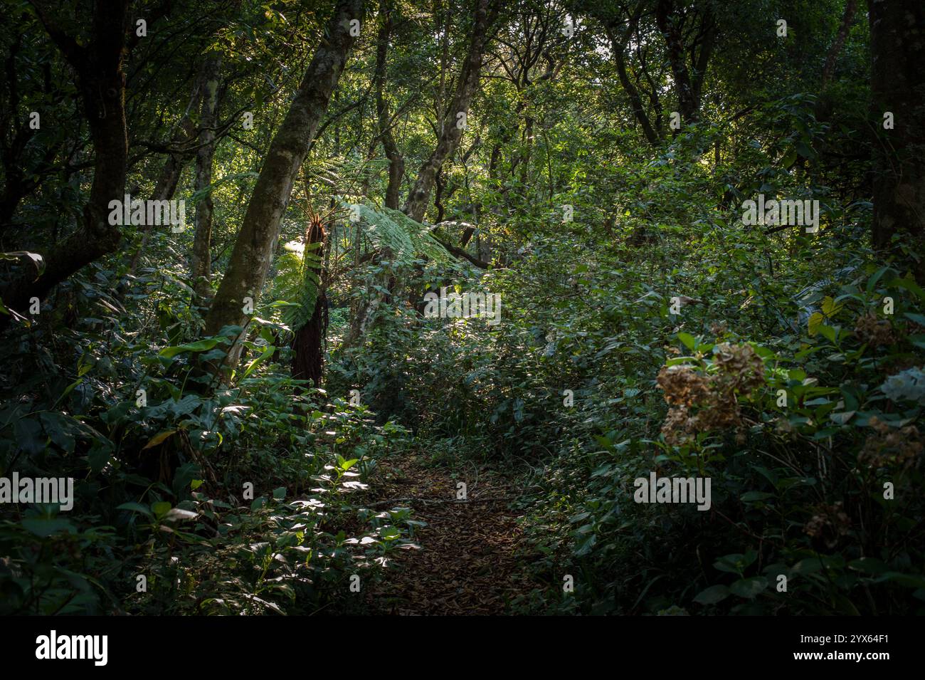 Vumba forest hi-res stock photography and images - Alamy