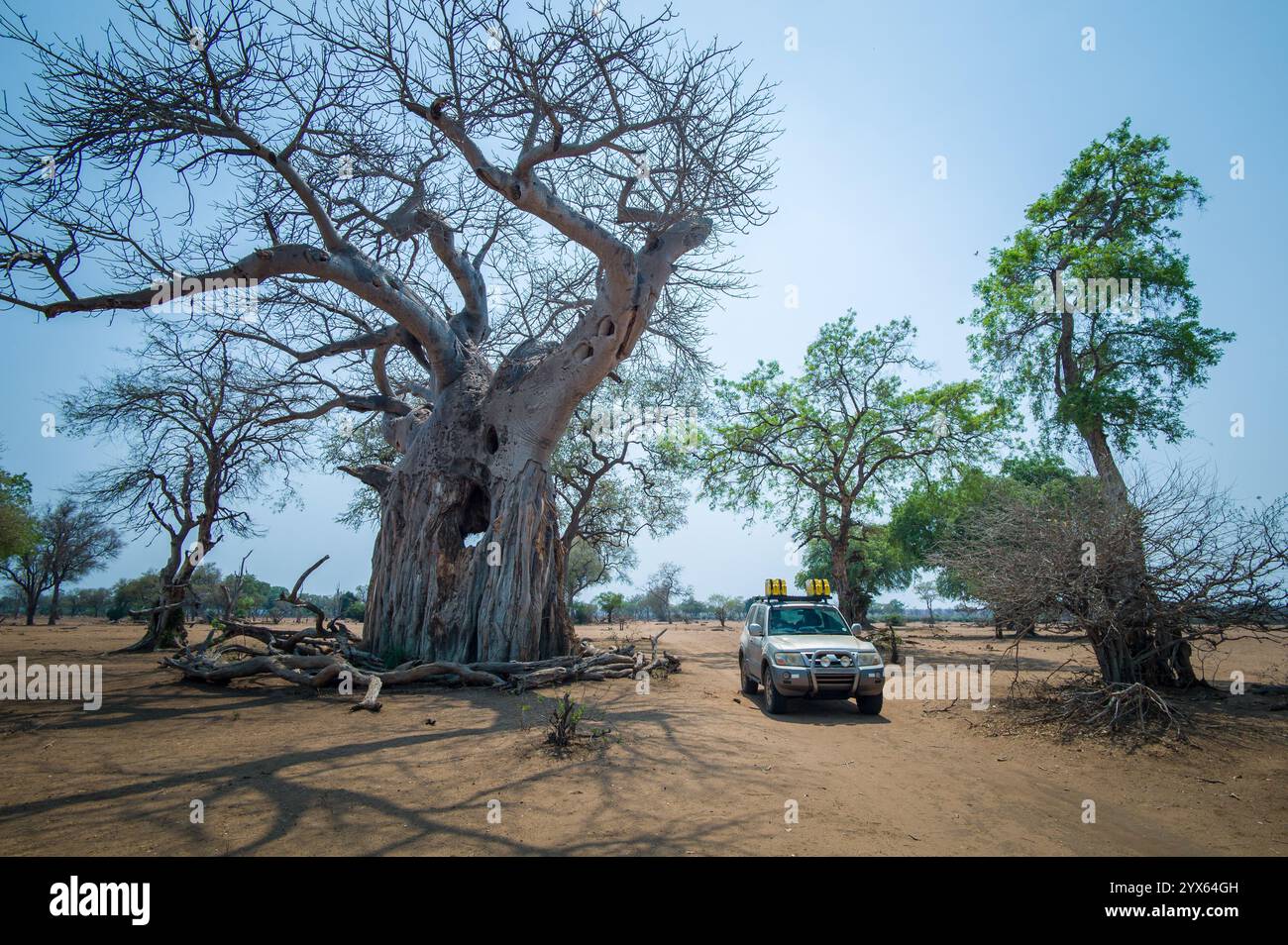 This hollowed out Baobab tree, Adansonia digitata, is a famous landmark ...