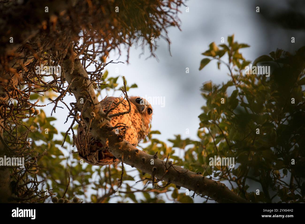 Pels fishing owl hi-res stock photography and images - Alamy