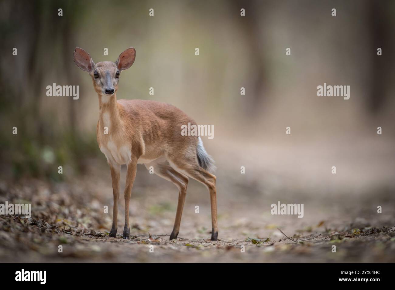 The suni, Nesotragus moschatus, is a pygmy antelope that occurs in ...