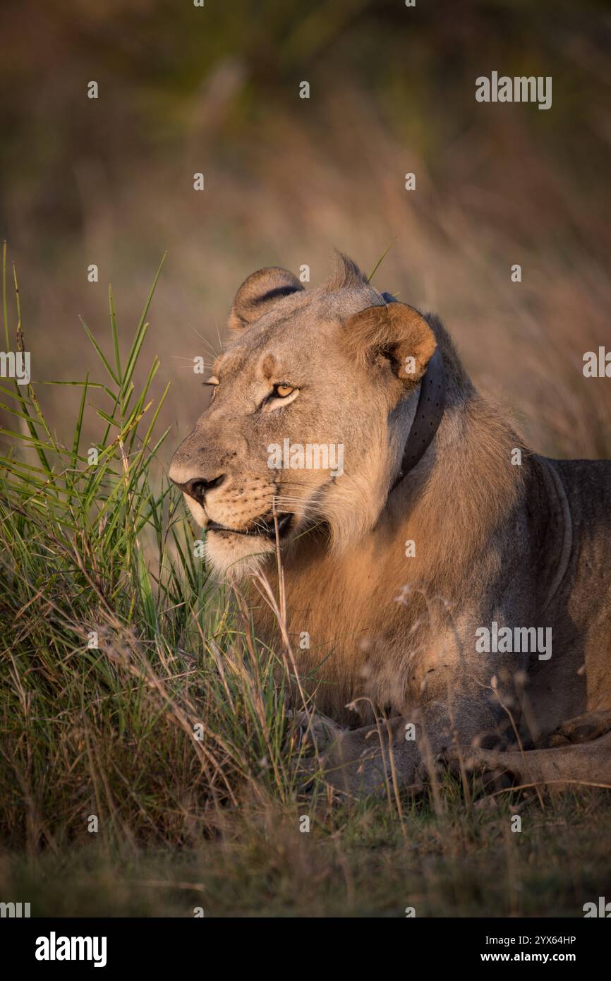 Gps collared hi-res stock photography and images - Alamy