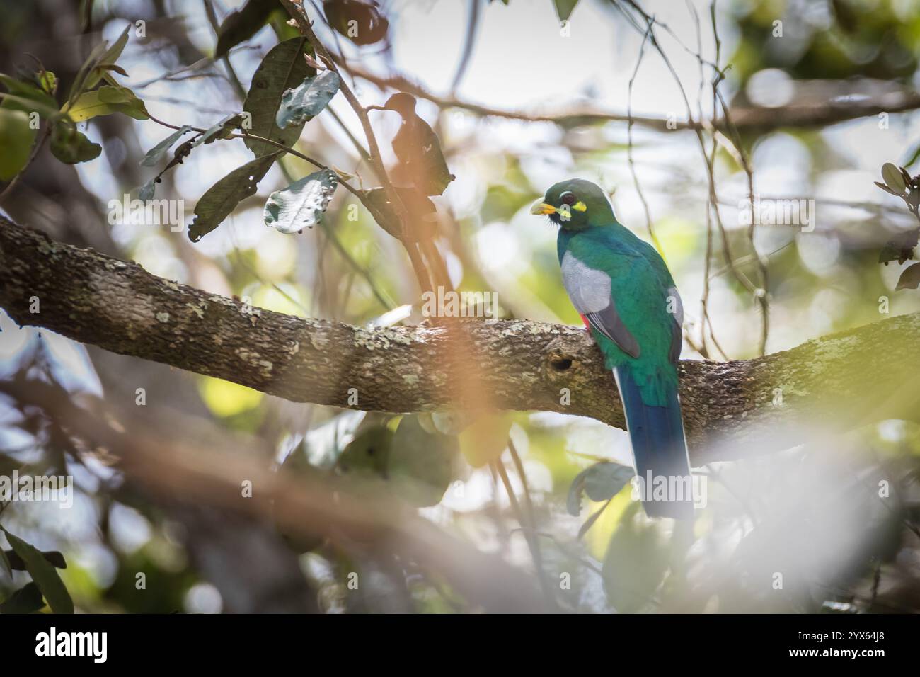 A rare and difficult to see bird, Narina Trogon, Apaloderma narina ...