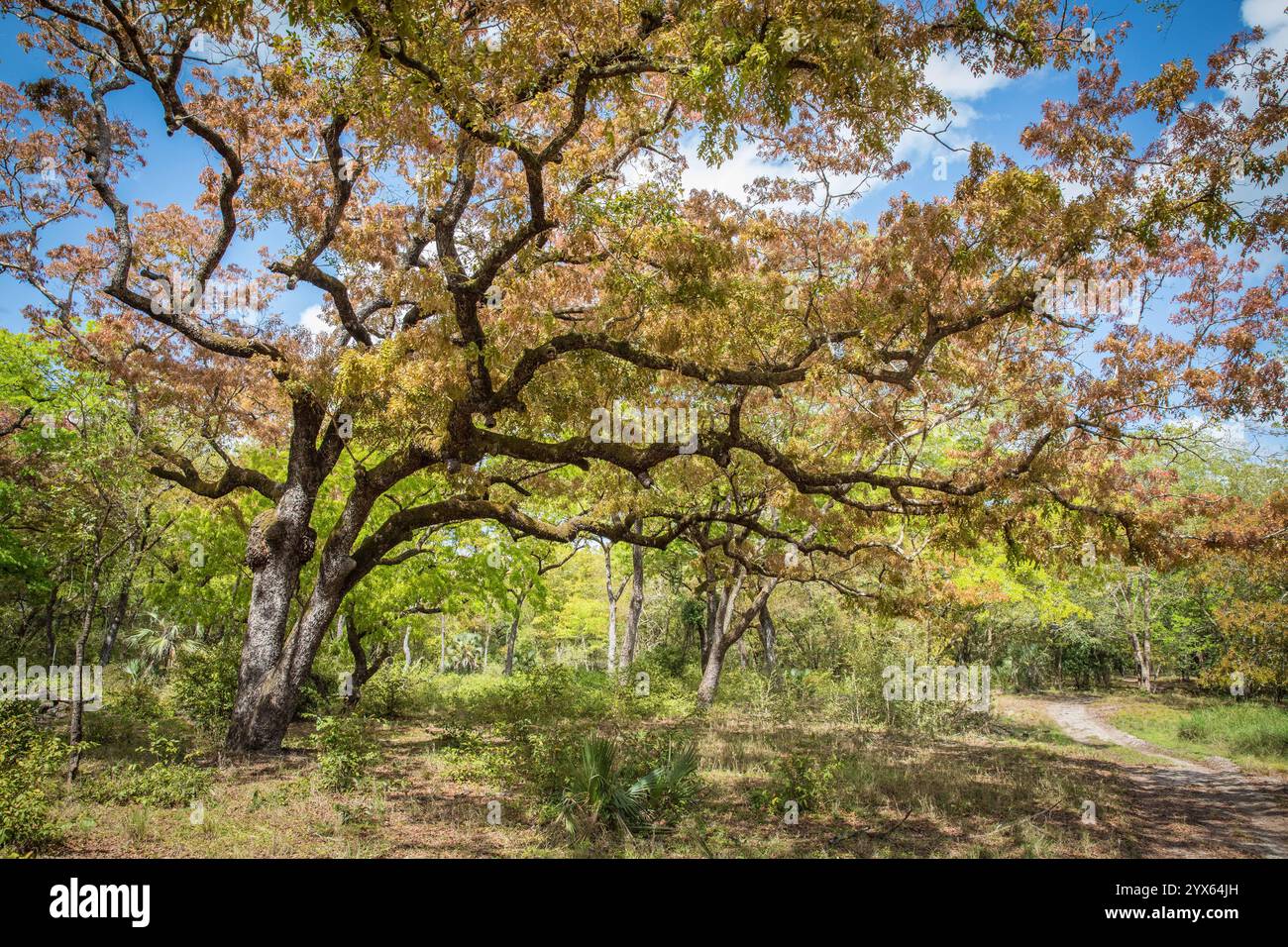 A sandy road winds through dense miombo woodlands and sand forests in Coutada 11, Sofala ...