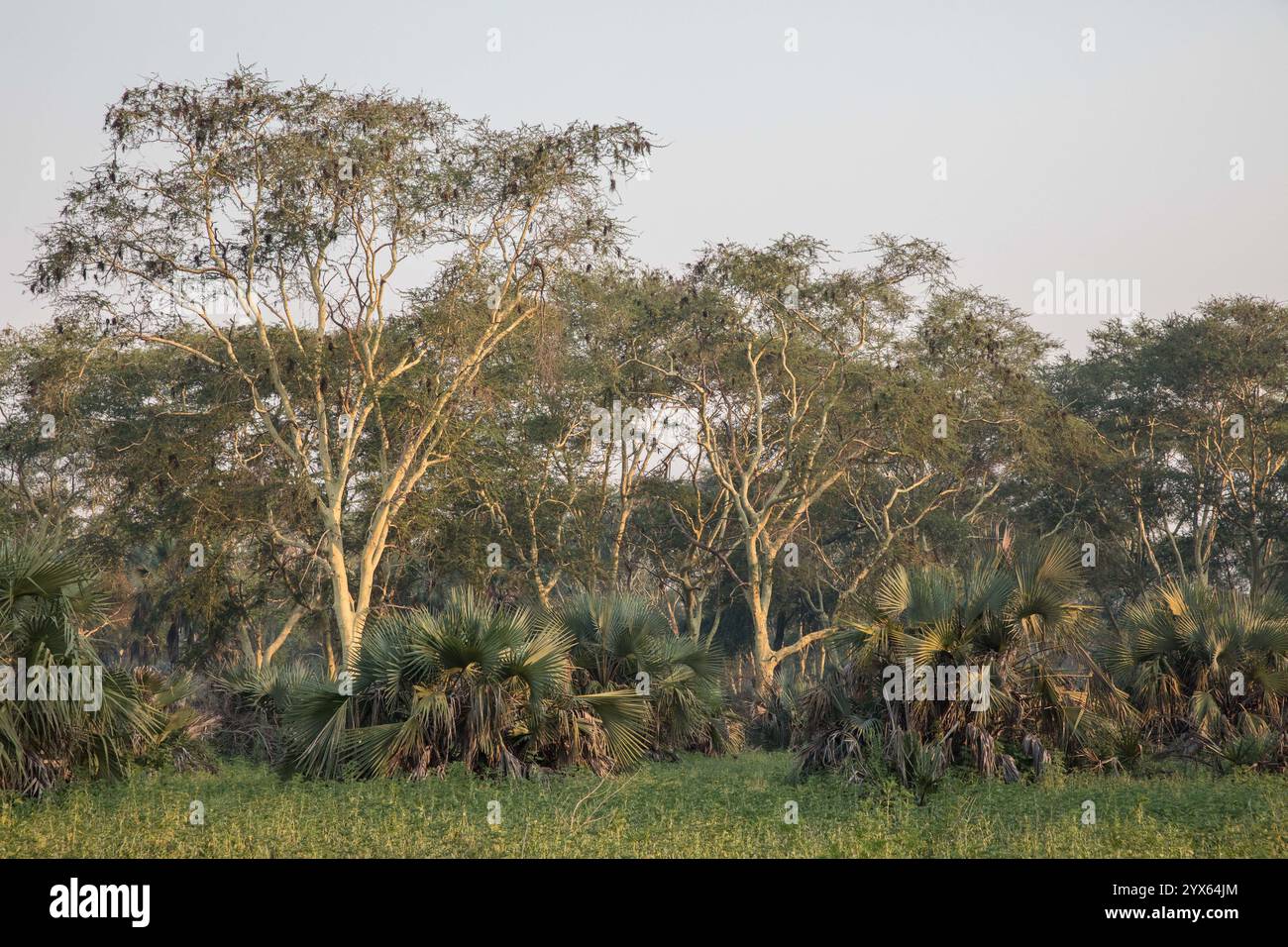 Fever trees, Vachellia xanthophloea, and lala palms, Hyphaene coriacea ...