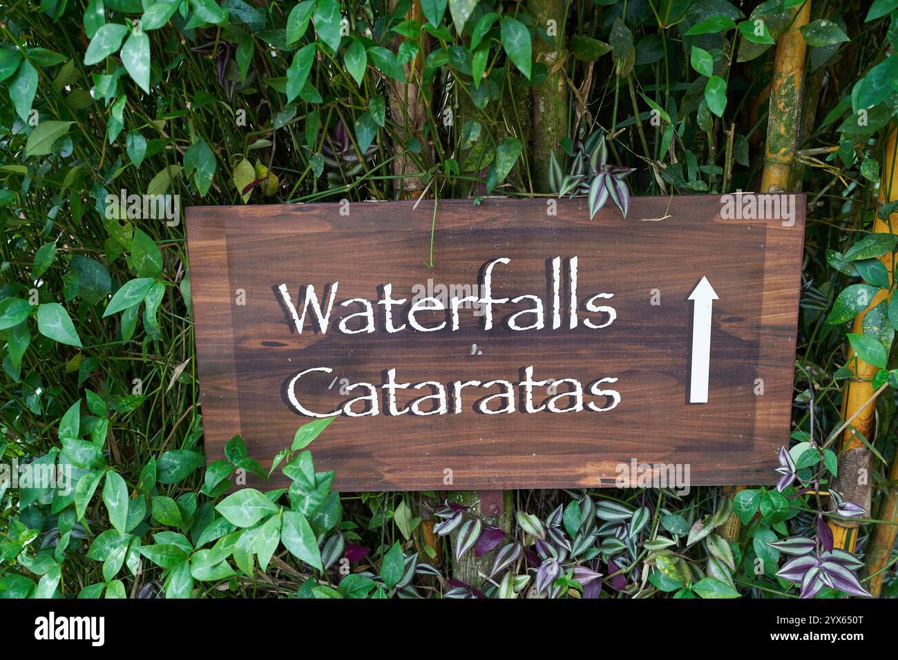 Alajuela, Costa Rica - November 14, 2024 - majestic waterfalls in the ...