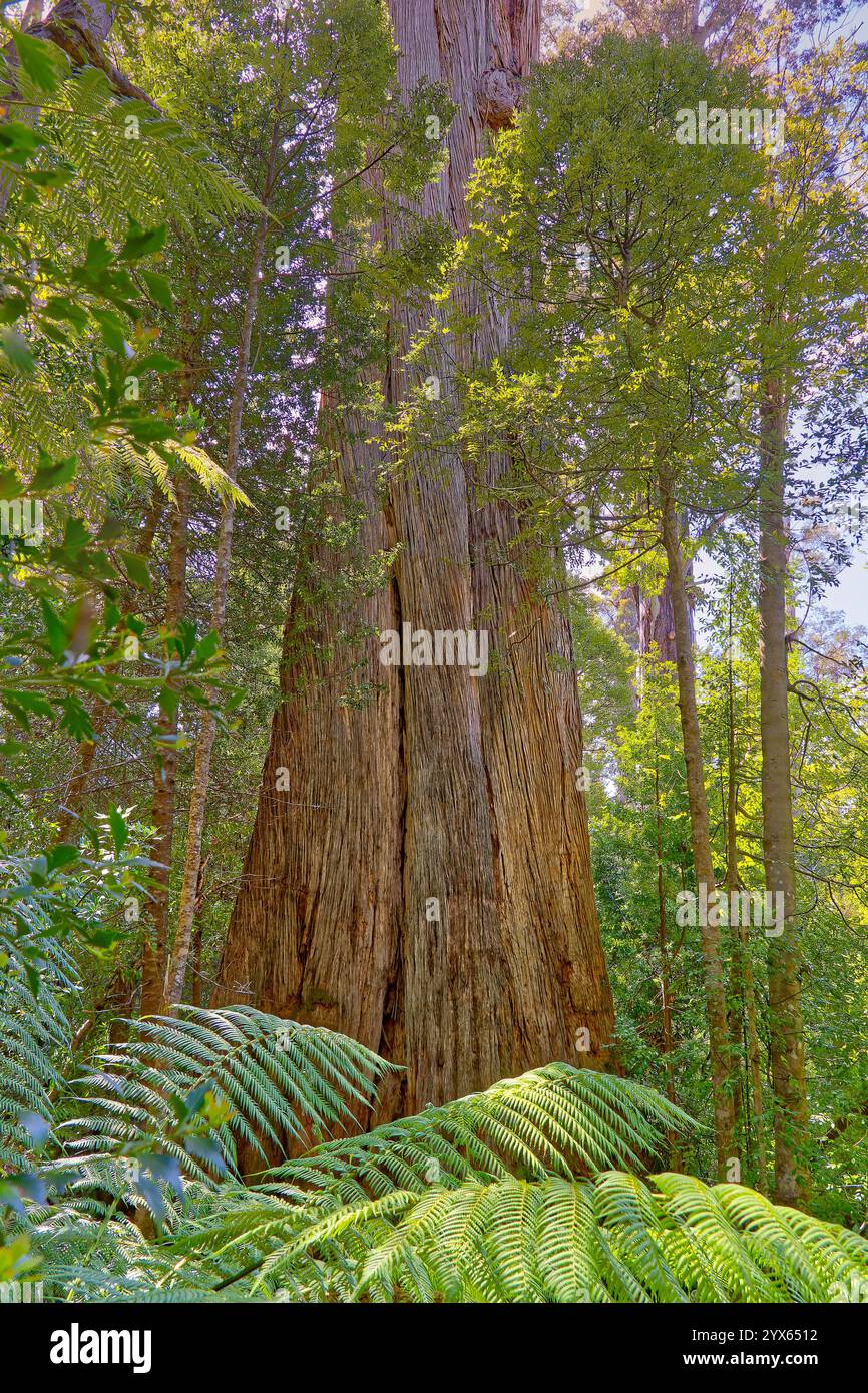 Massive ancient tall Eucalyptus trees in rainforest south of Hobart ...