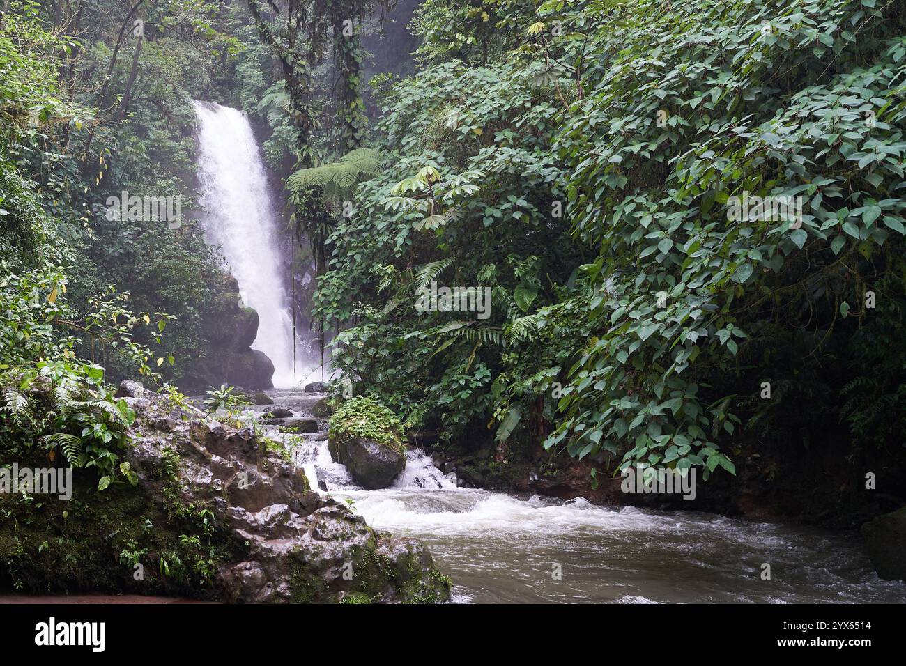 Alajuela, Costa Rica - November 14, 2024 - majestic waterfalls in the ...
