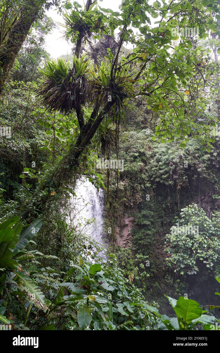 Alajuela, Costa Rica - November 14, 2024 - majestic waterfalls in the ...