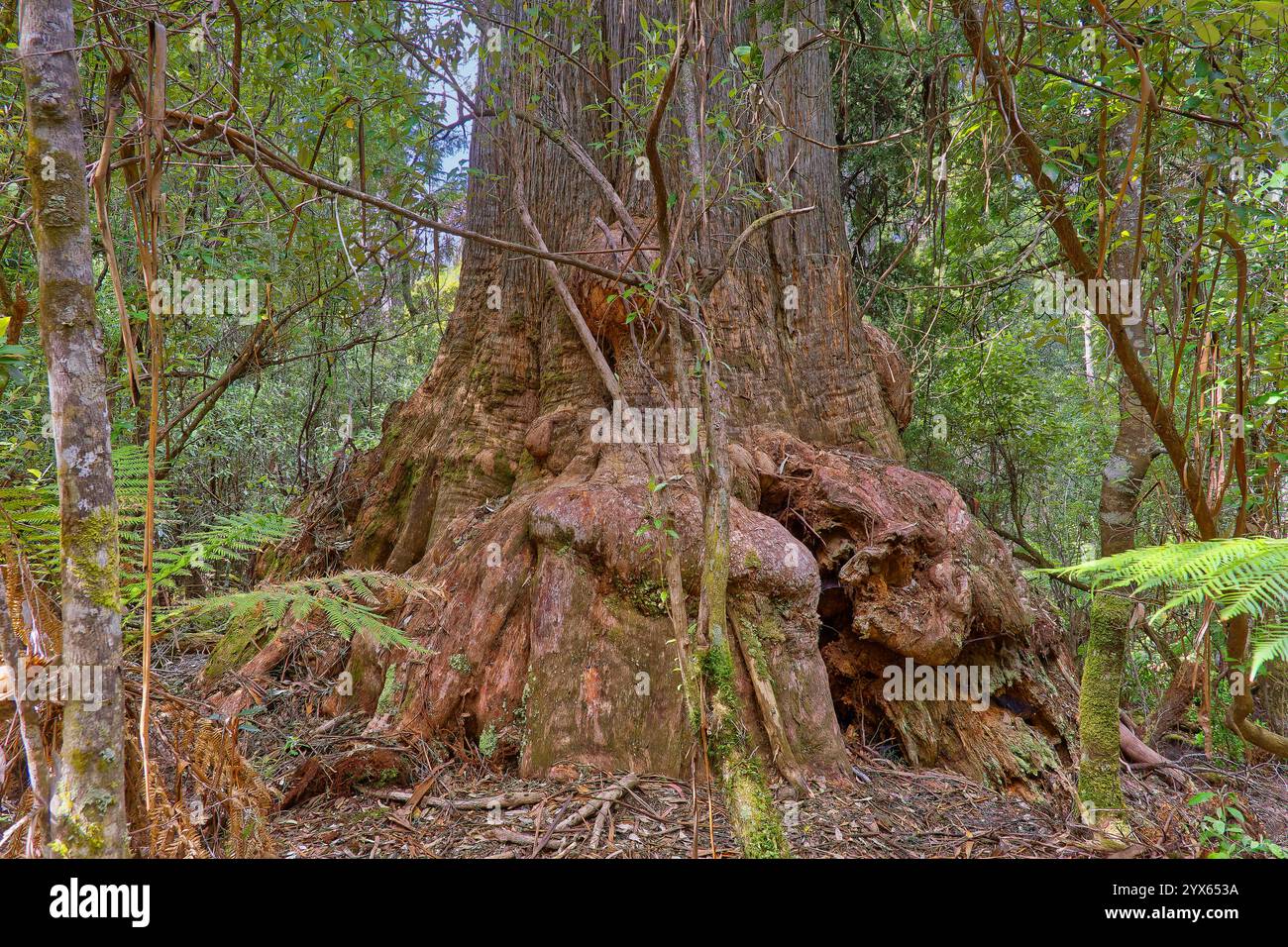 Massive ancient tall Eucalyptus trees in rainforest south of Hobart ...