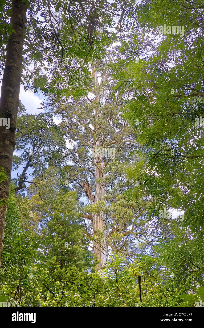 Massive ancient tall Eucalyptus trees in rainforest south of Hobart ...