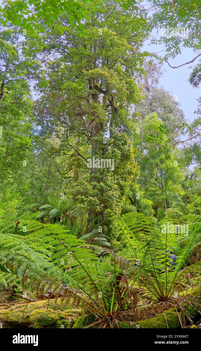 Massive ancient tall Eucalyptus trees in rainforest south of Hobart ...
