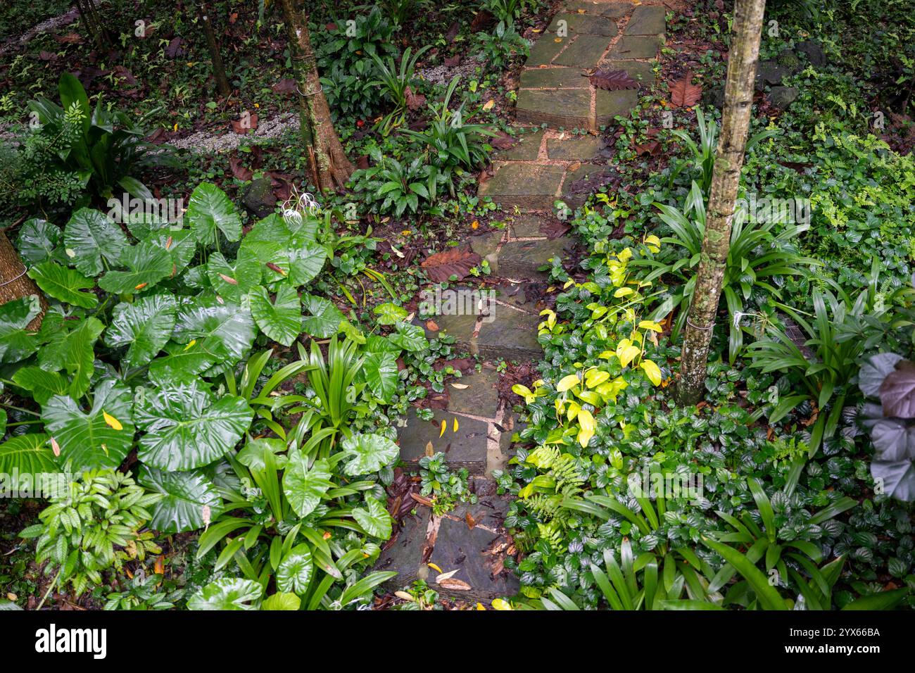 pathway walkway path through wet rainforest, damp moist green plants ...