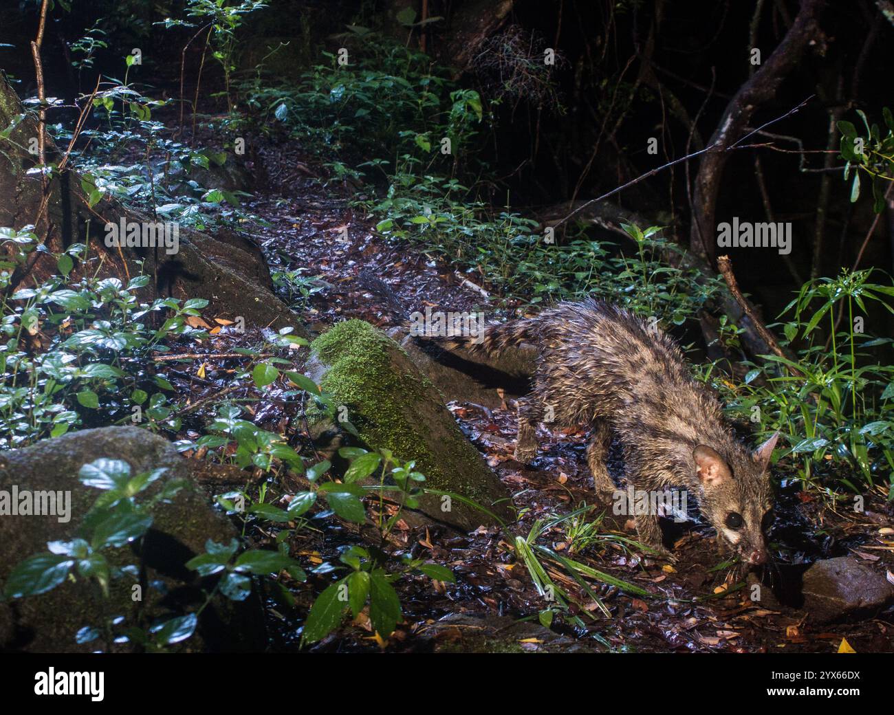 A rain-soaked common genet, Genetta genetta, forages at night in ...