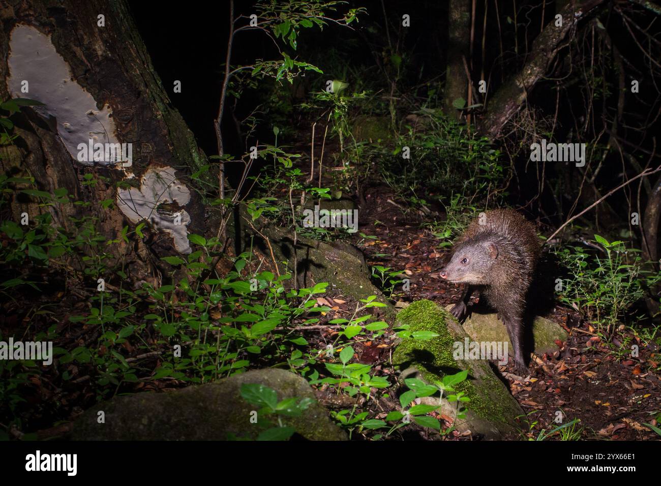 Water mongoose, Atilax paludinosus, also called marsh mongoose, are ...