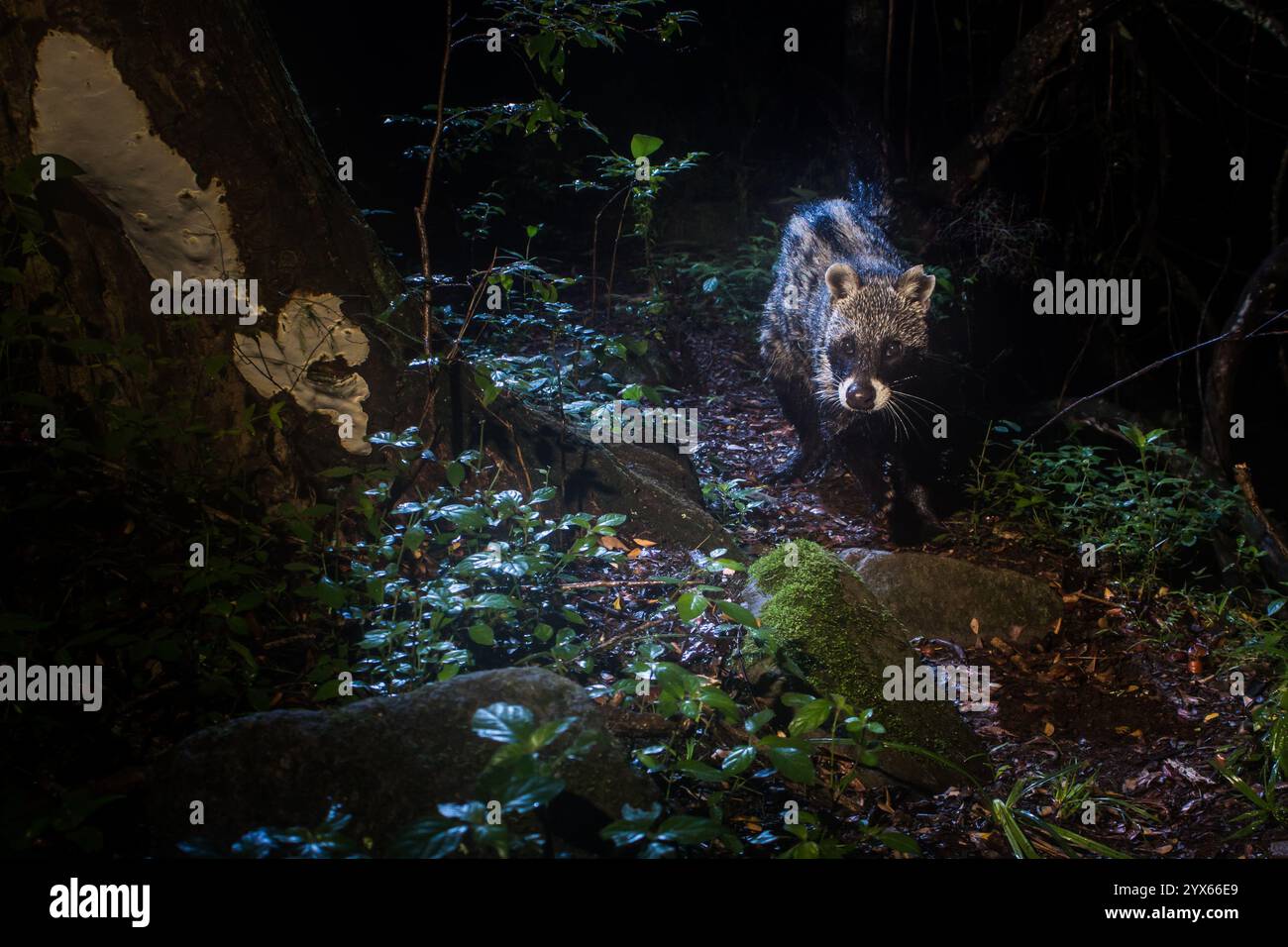 African civit hi-res stock photography and images - Alamy