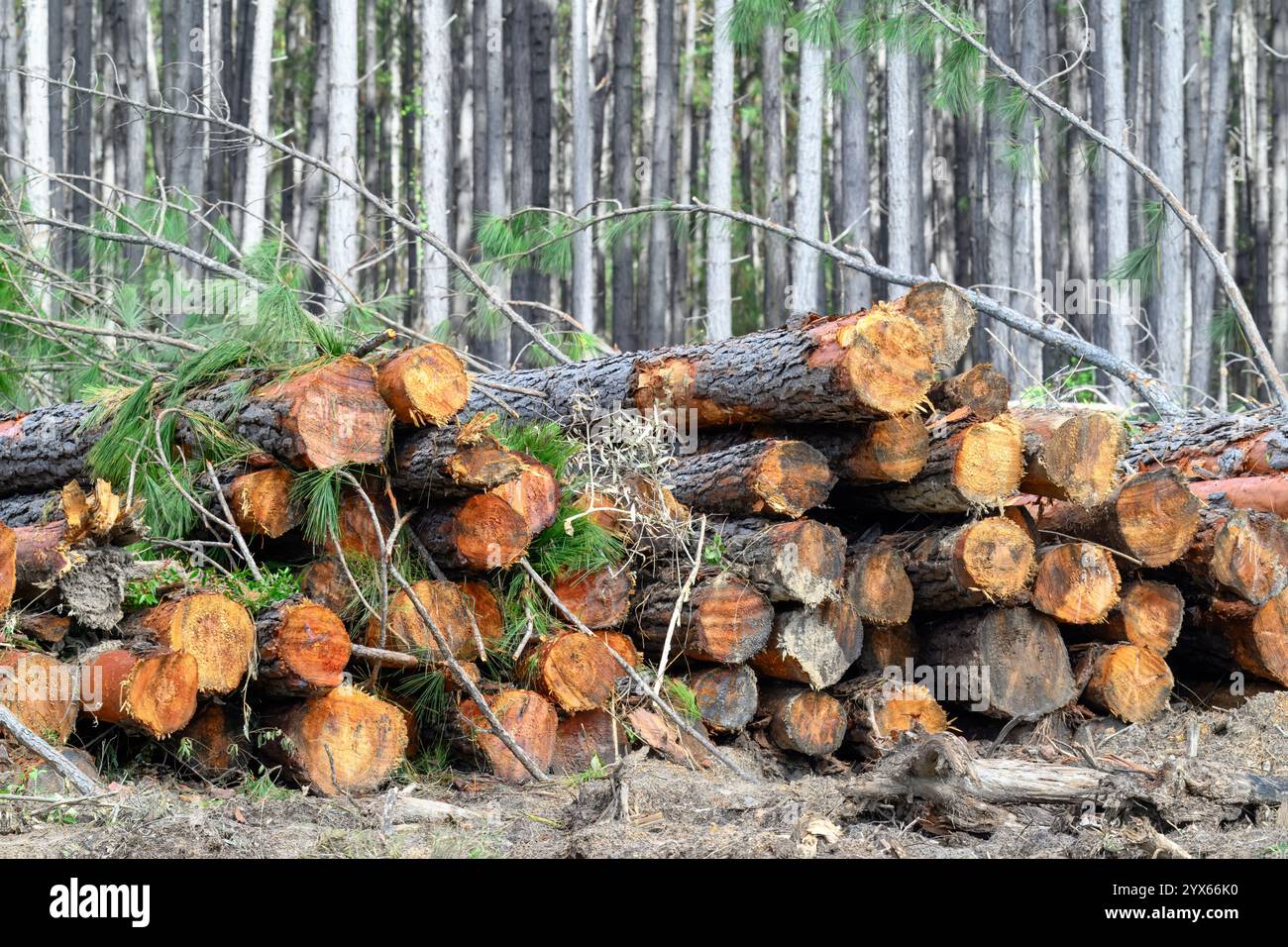 Timber logging forestry, renewable natural resource, deforestation ...