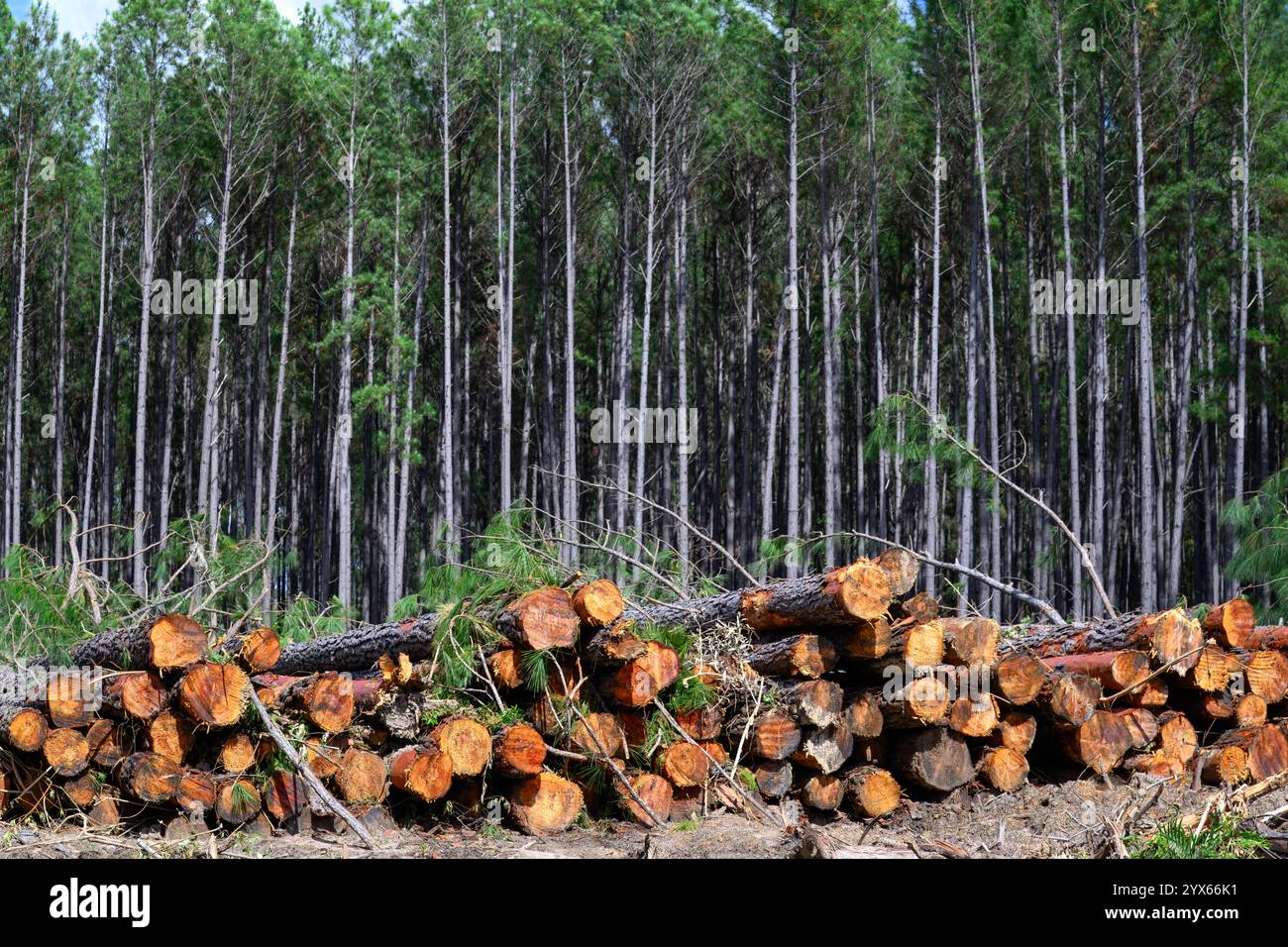 Timber logging forestry, renewable natural resource, deforestation ...