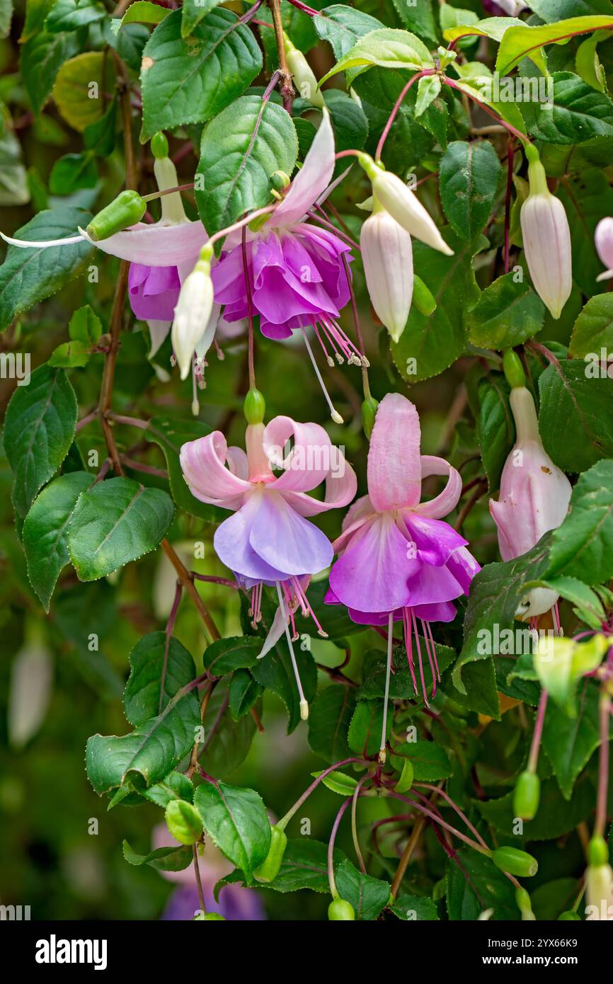 Bell fuchsia hi-res stock photography and images - Alamy