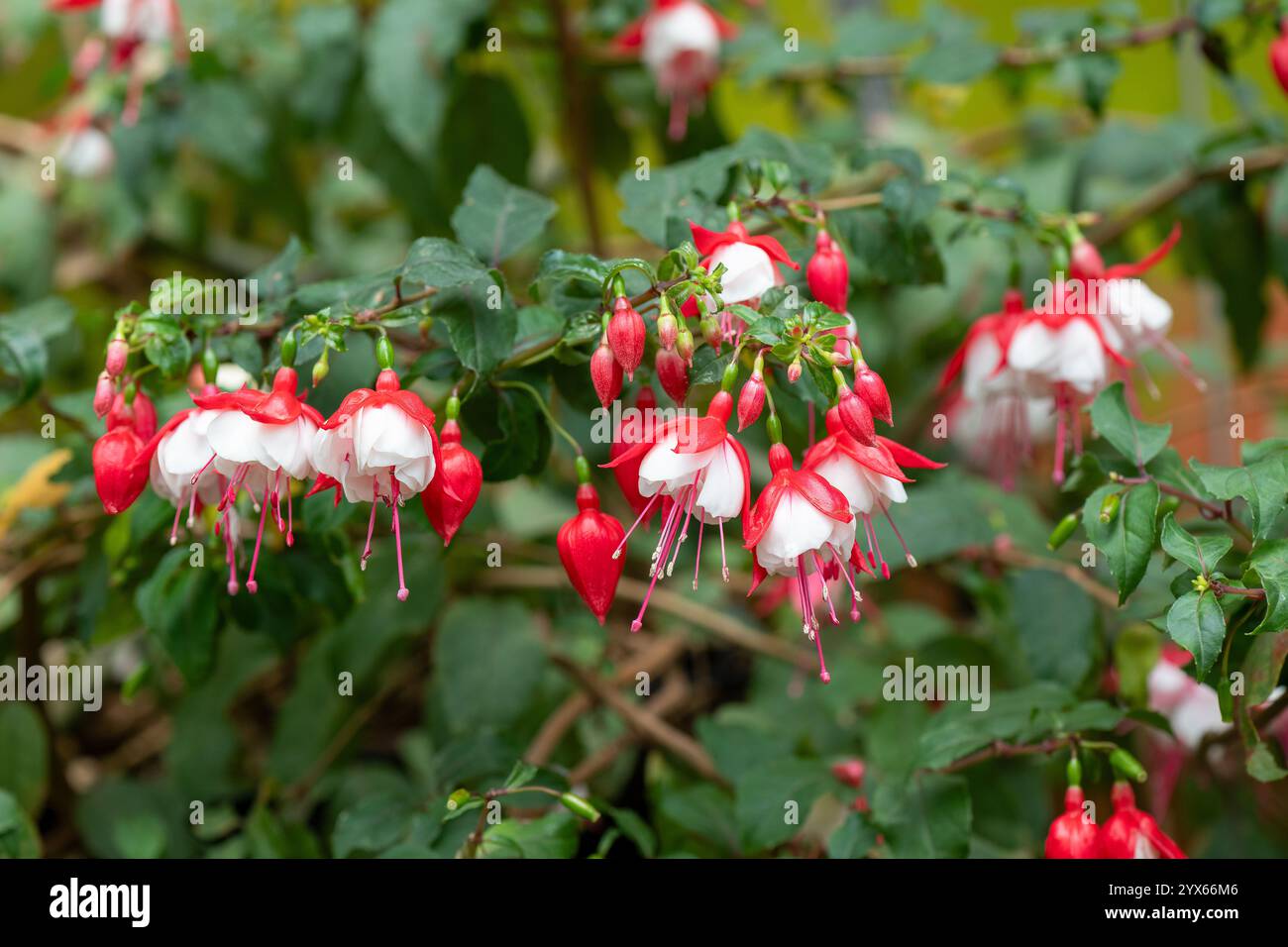 Bell fuchsia hi-res stock photography and images - Alamy