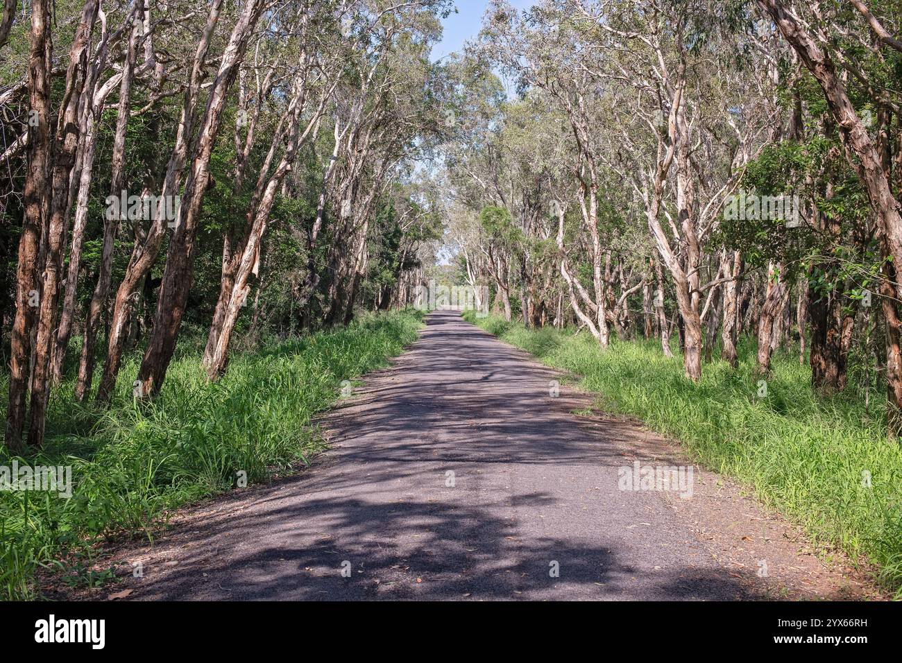 Paperbark tree forest pathway road, Melaleuca quinquenervia, Australian ...
