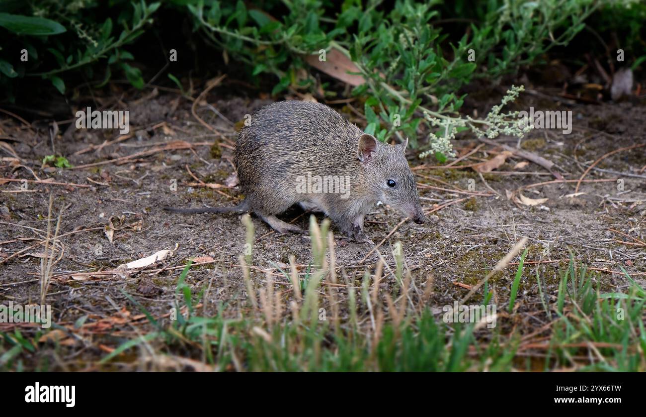 Single animal Southern brown bandicoot (Isoodon obesulus) endangered ...