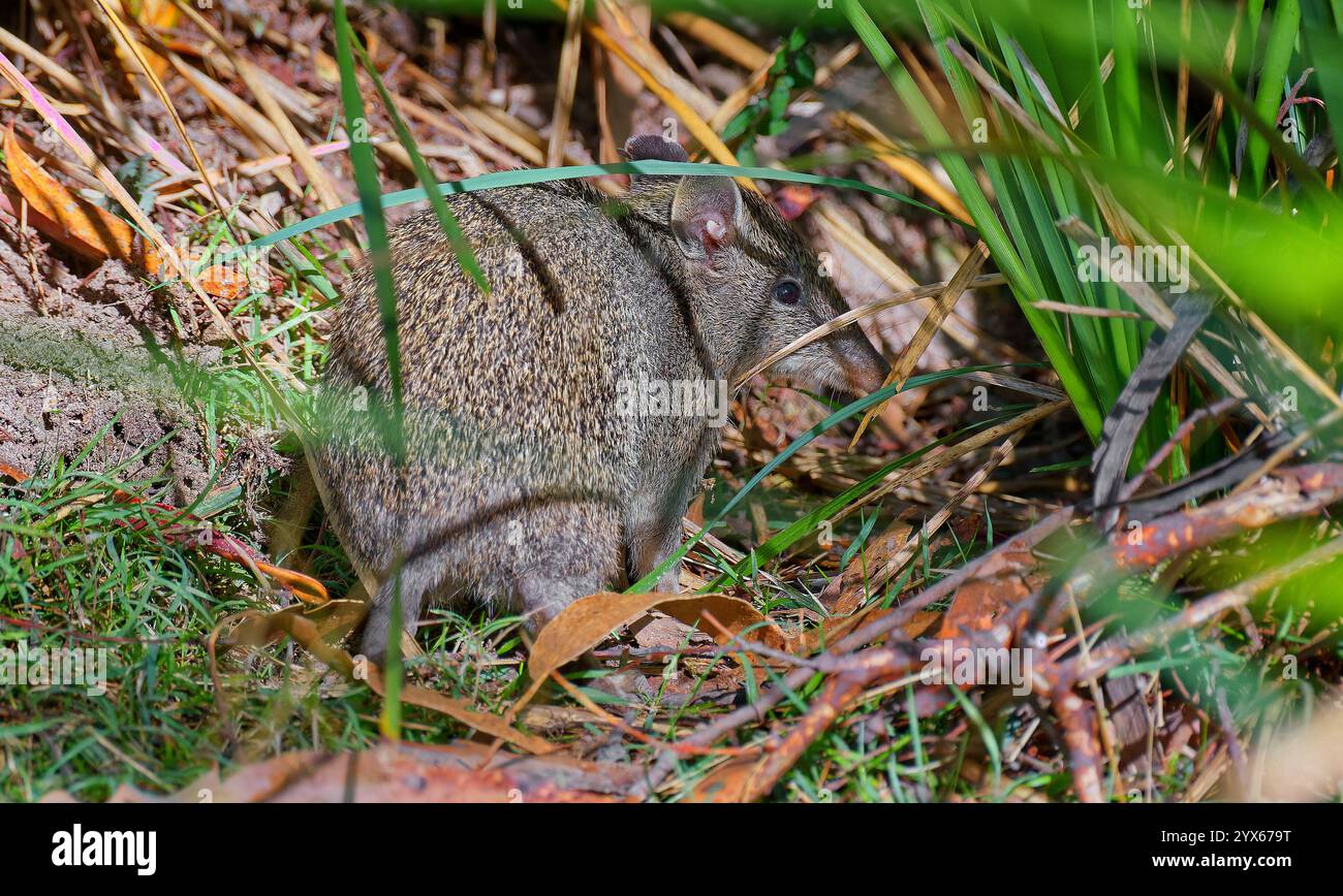 Single animal Southern brown bandicoot (Isoodon obesulus) endangered ...