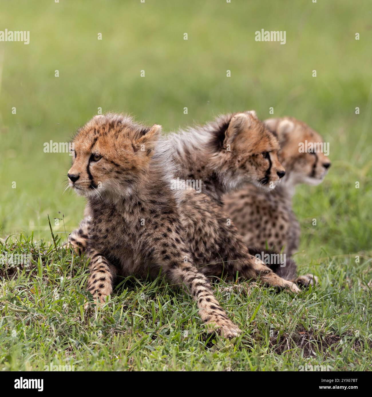 Three Cheetah cubs very close together and all looking out, square ...