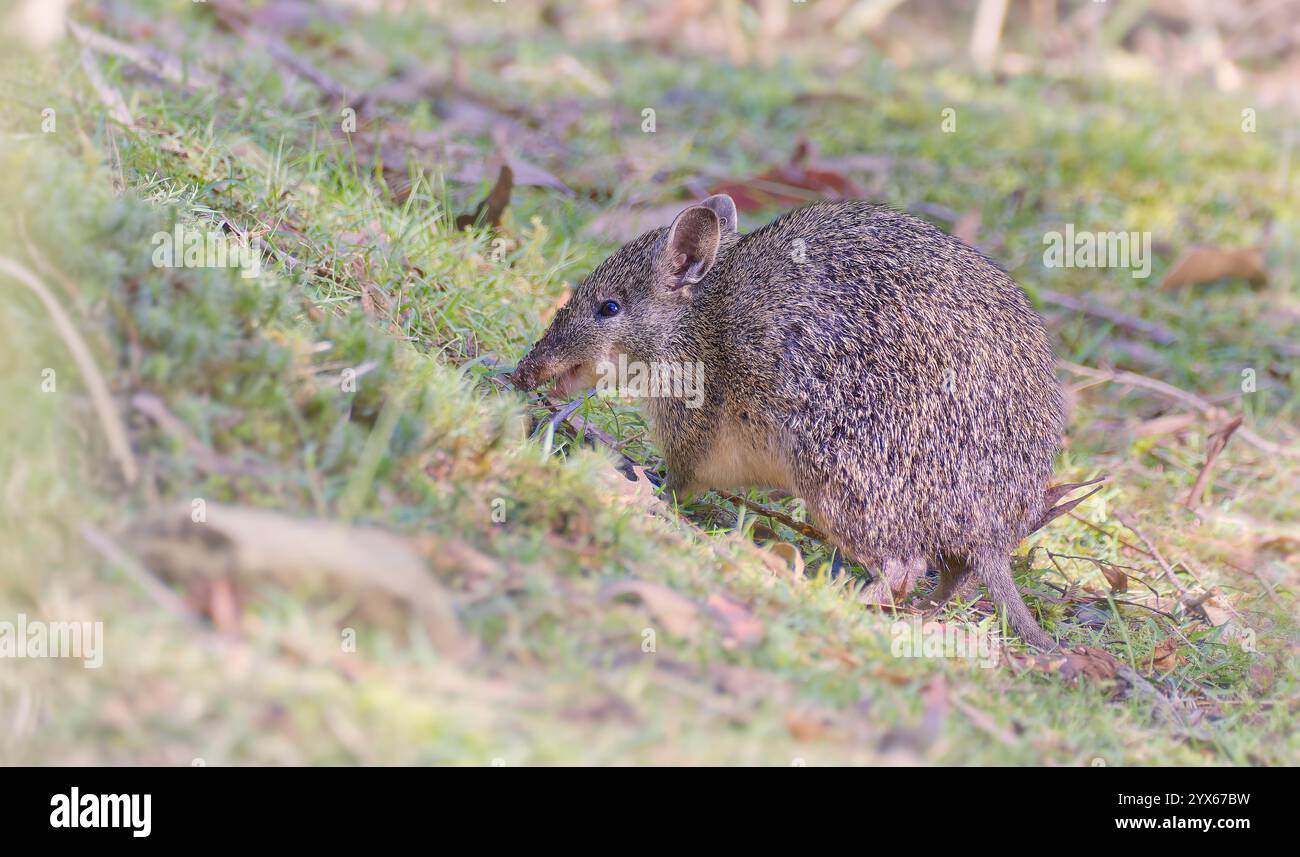 Single animal Southern brown bandicoot (Isoodon obesulus) endangered ...