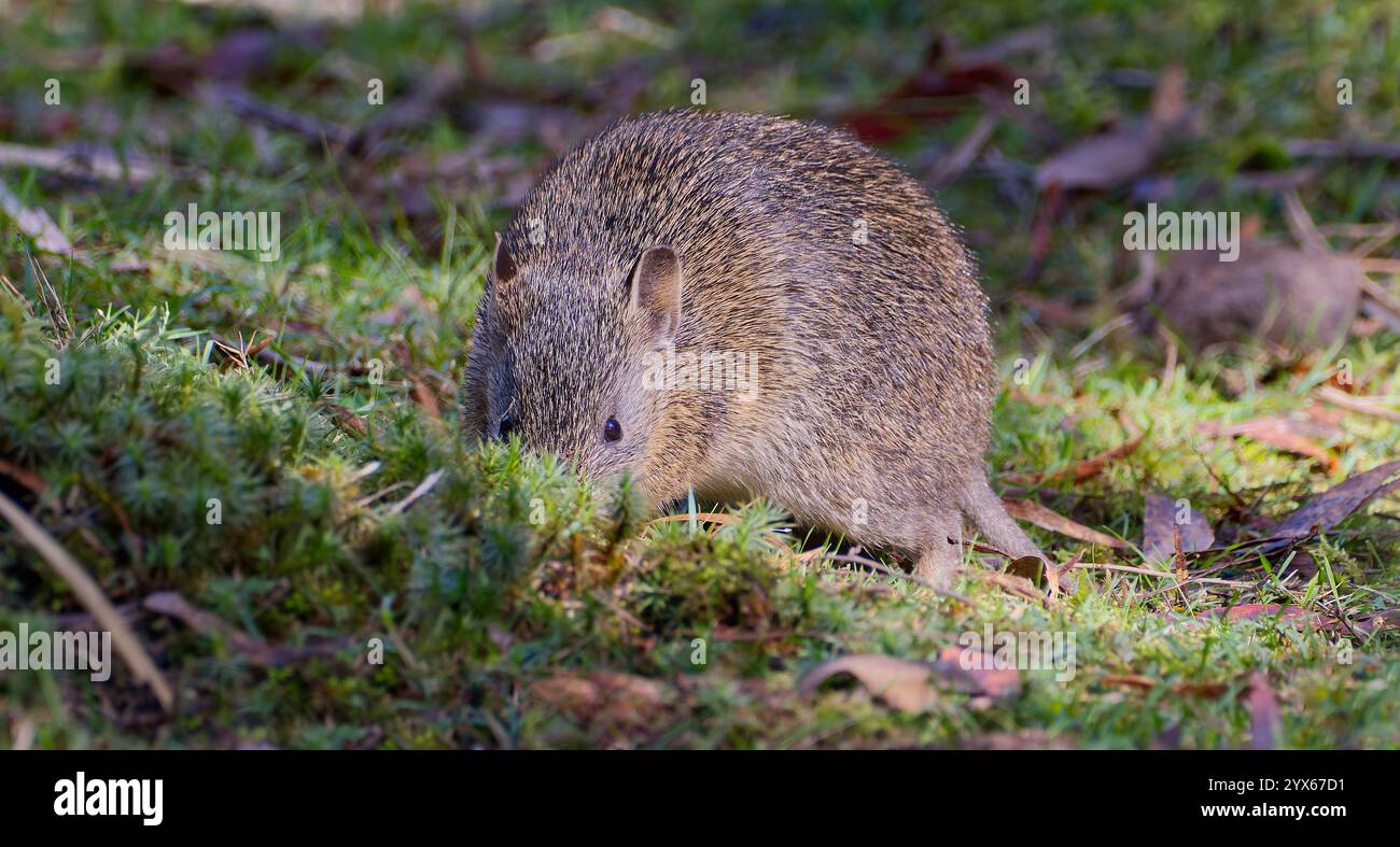 Single animal Southern brown bandicoot (Isoodon obesulus) endangered ...