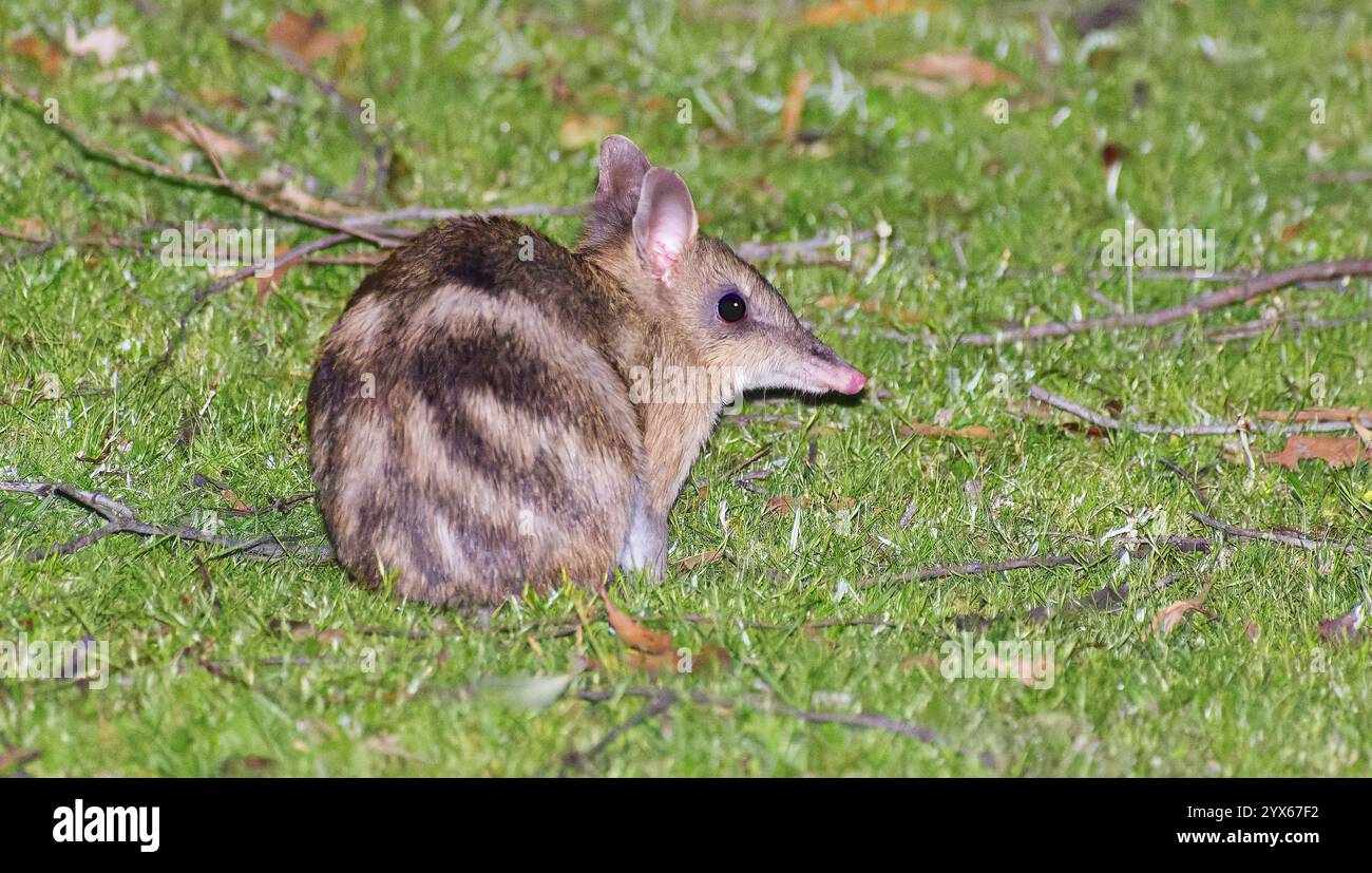Single long nosed endangered Eastern barred bandicoot (Perameles gunnii ...