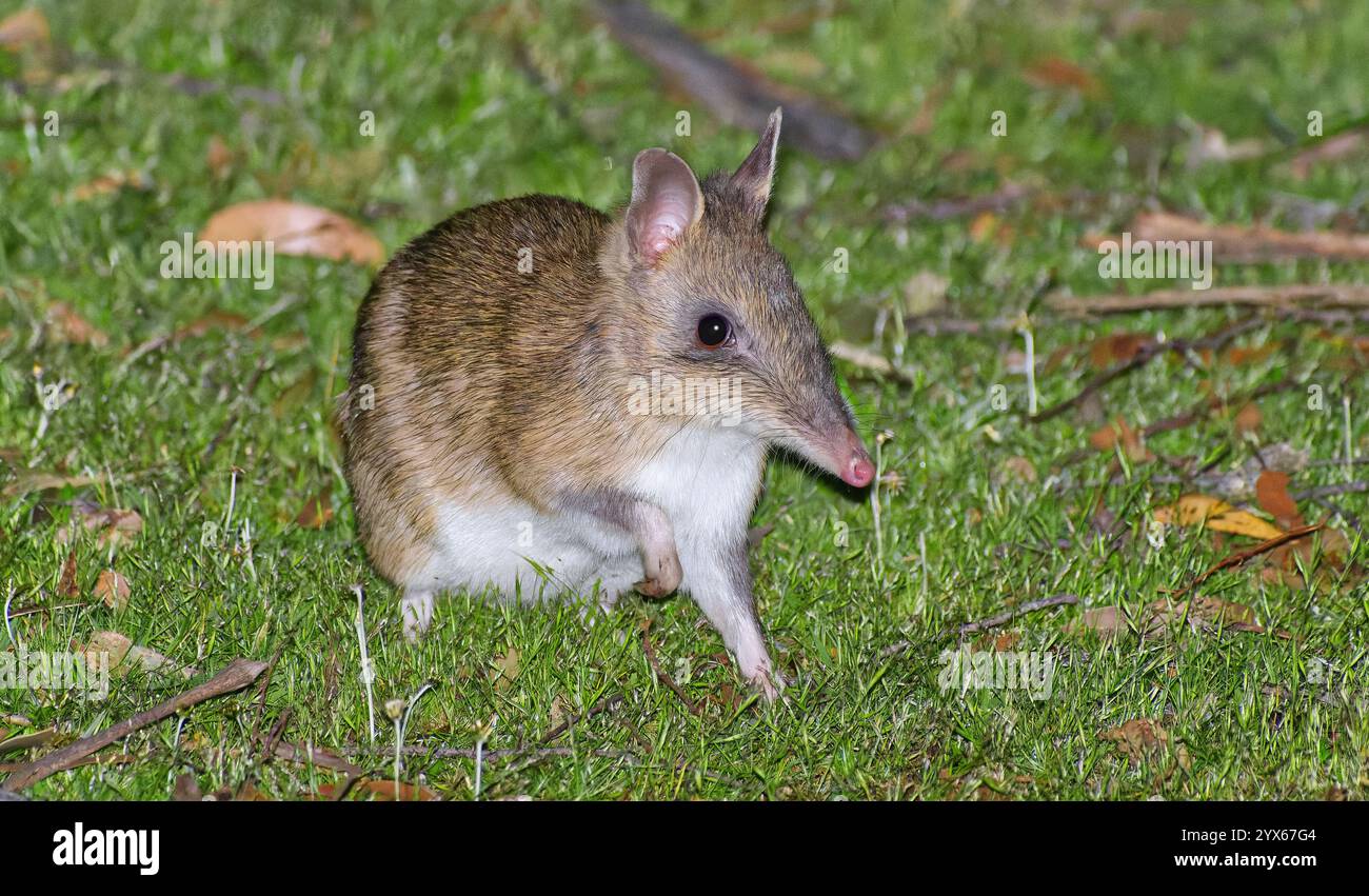 Single long nosed endangered Eastern barred bandicoot (Perameles gunnii ...
