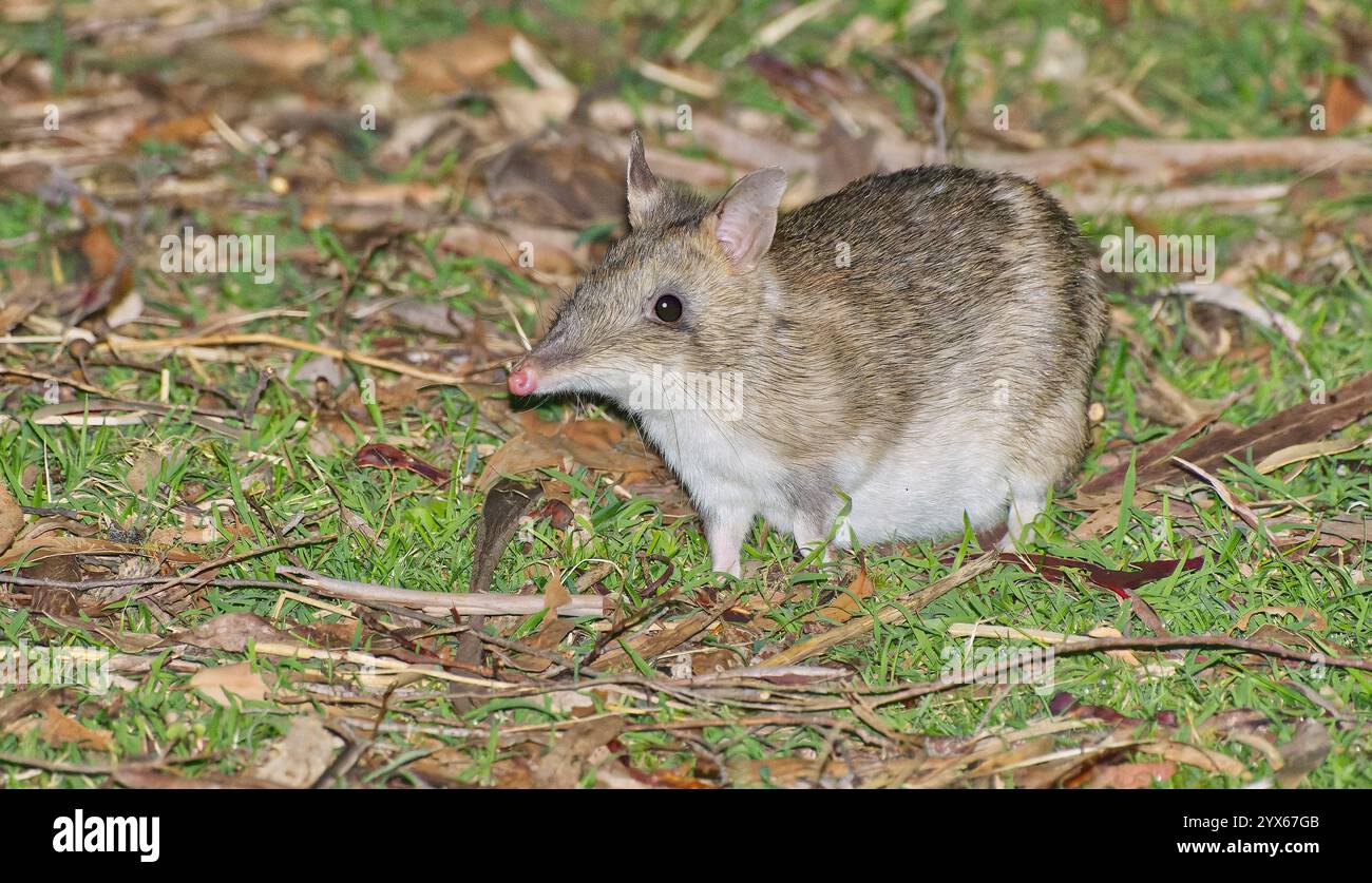 Single long nosed endangered Eastern barred bandicoot (Perameles gunnii ...
