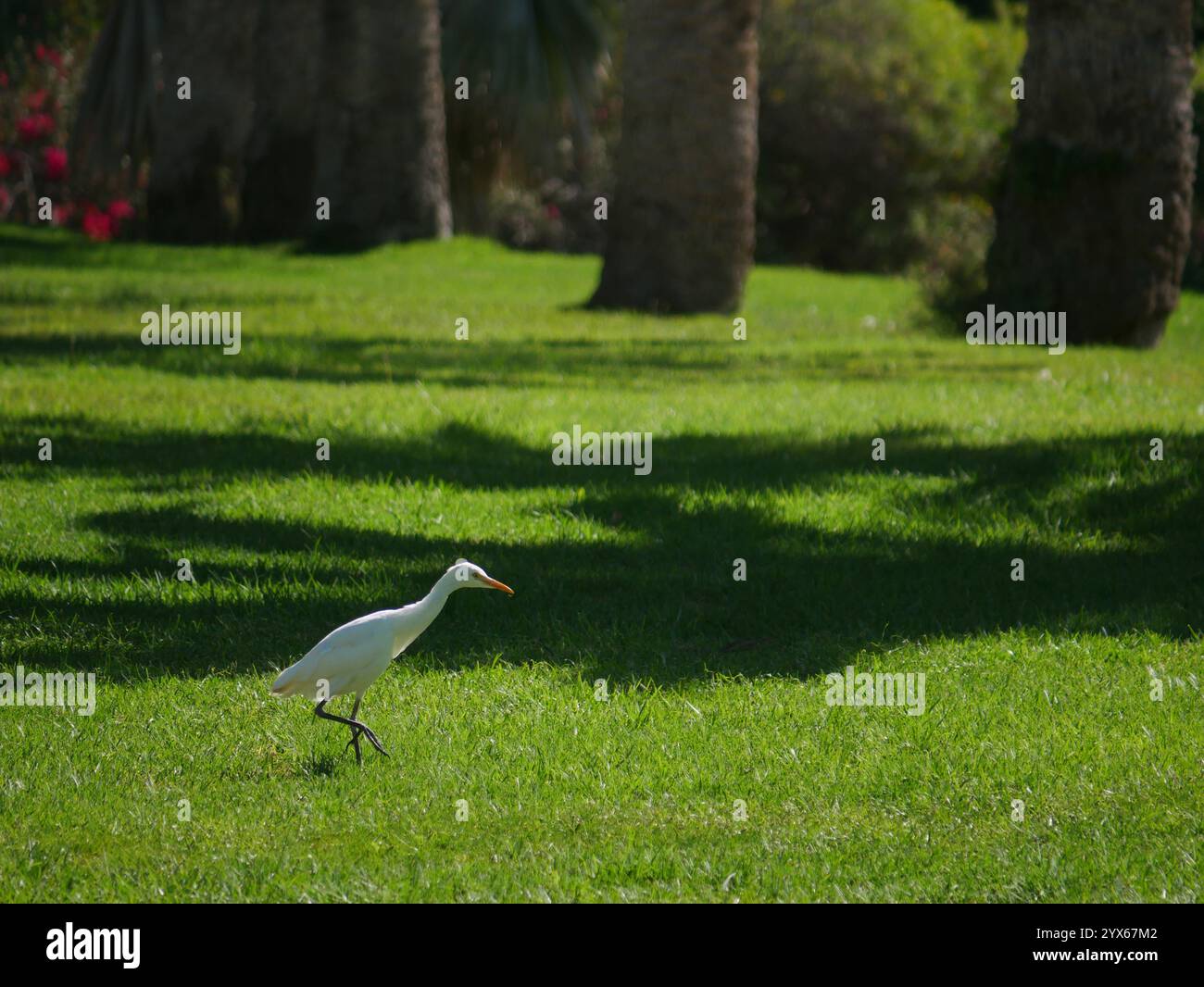 Ardea Bubulcus Ibis bird on the lawn among the palm trees in Maspalomas ...