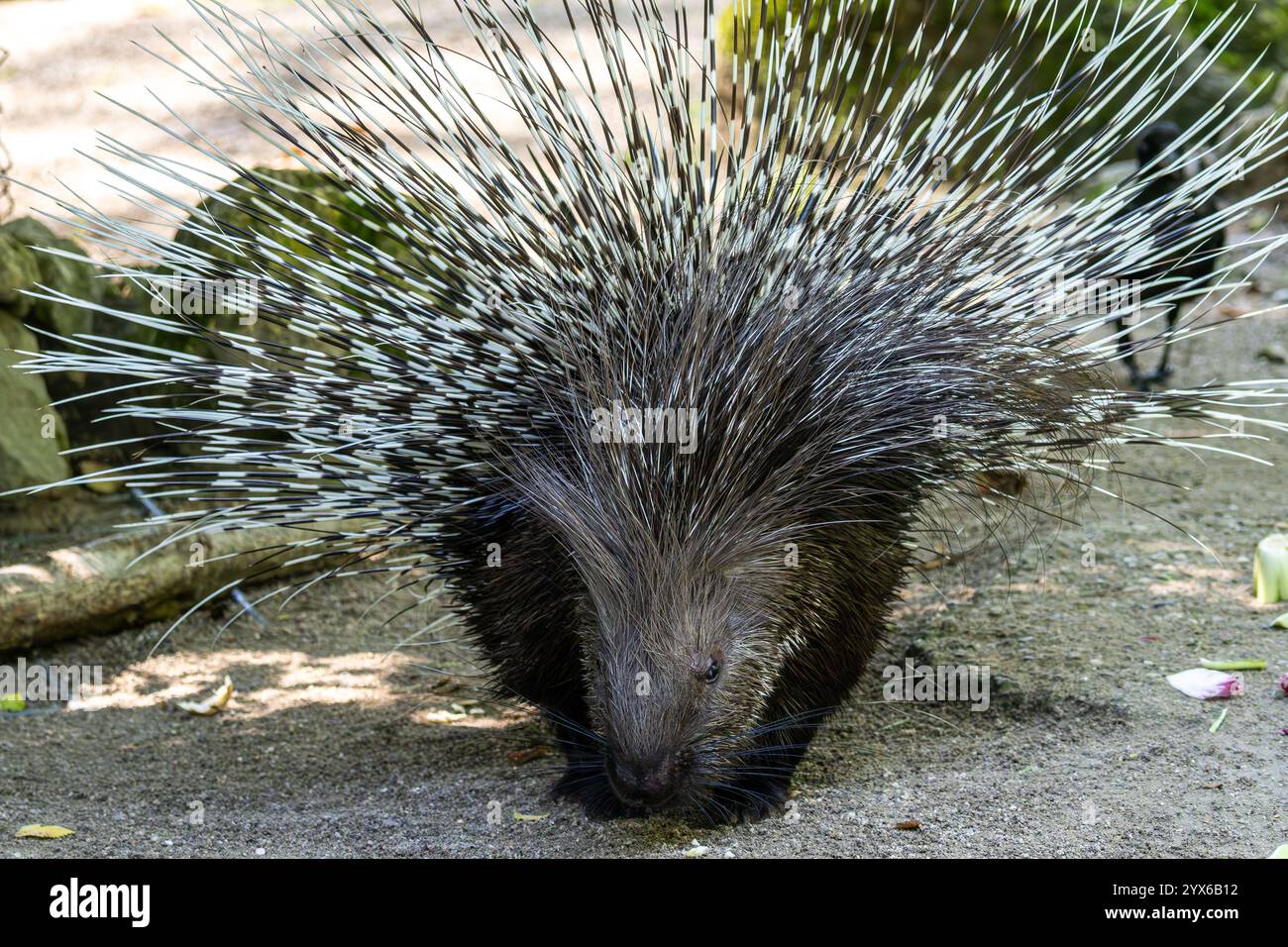 The Indian crested Porcupine, Hystrix indica or Indian porcupine, is a ...
