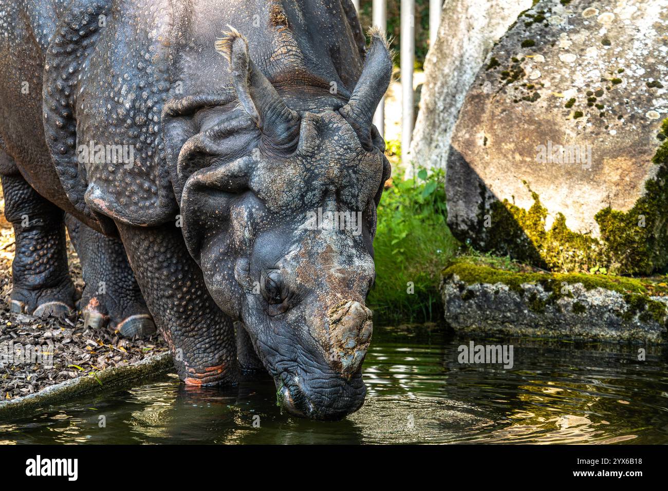 The Indian Rhinoceros, Rhinoceros unicornis is also called Greater One ...