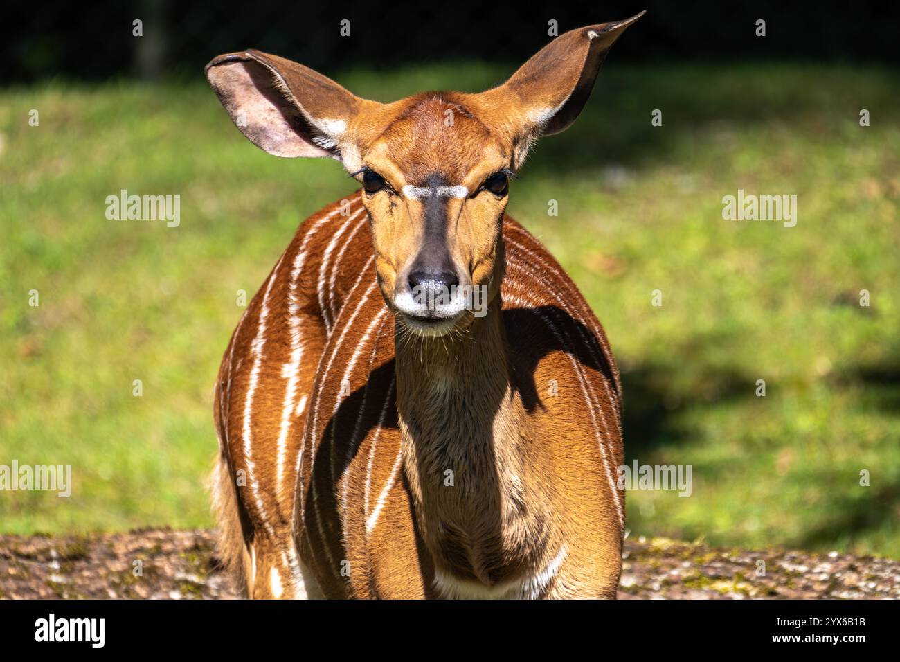 The nyala, Tragelaphus angasii is a spiral-horned antelope native to ...