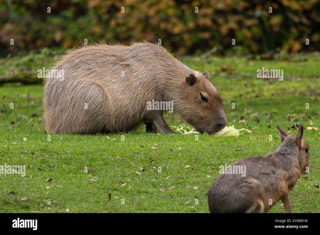 The capybara, Hydrochoerus hydrochaeris is a mammal native to South ...