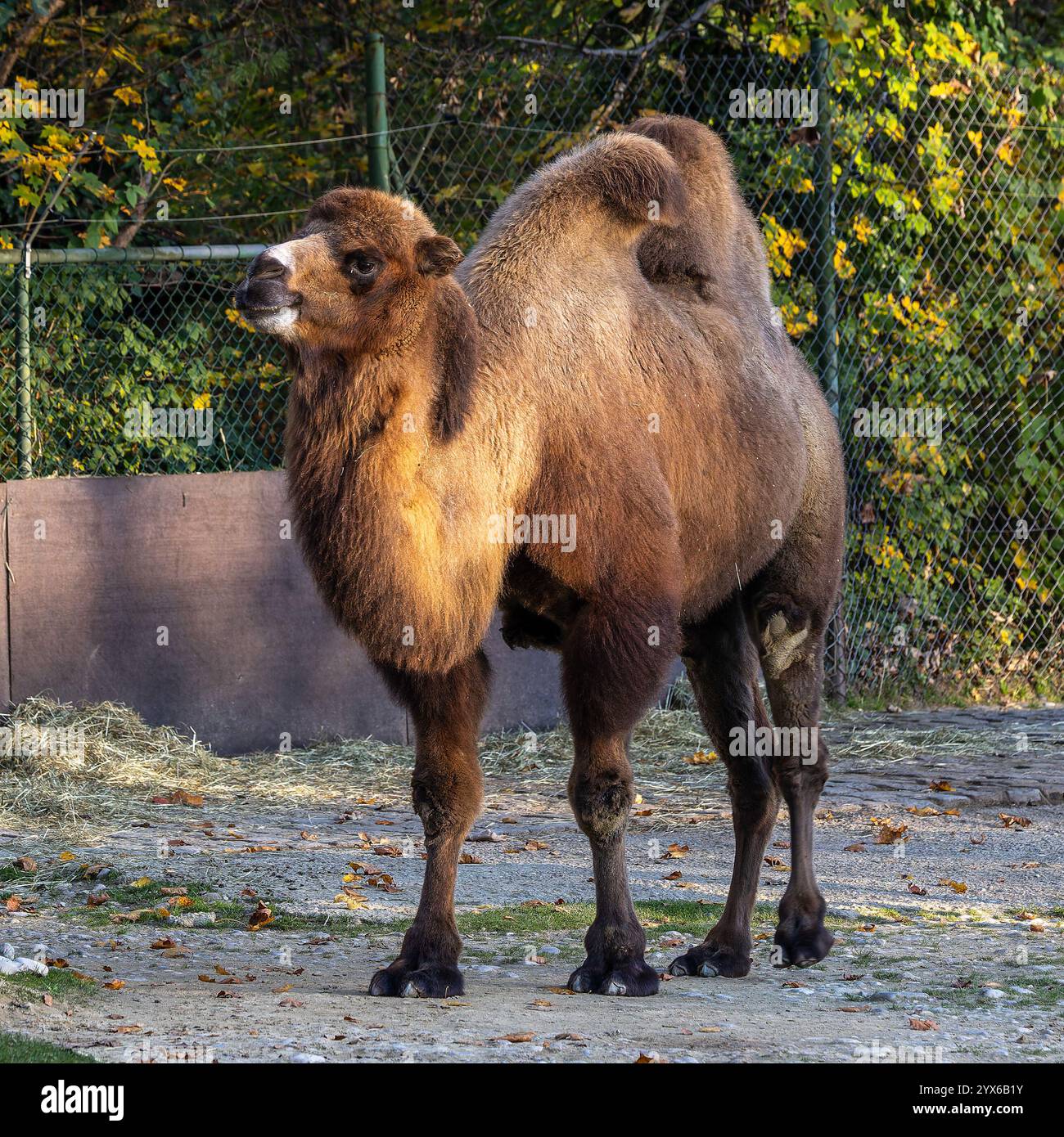 The Bactrian camels, Camelus bactrianus is a large, even-toed ungulate ...