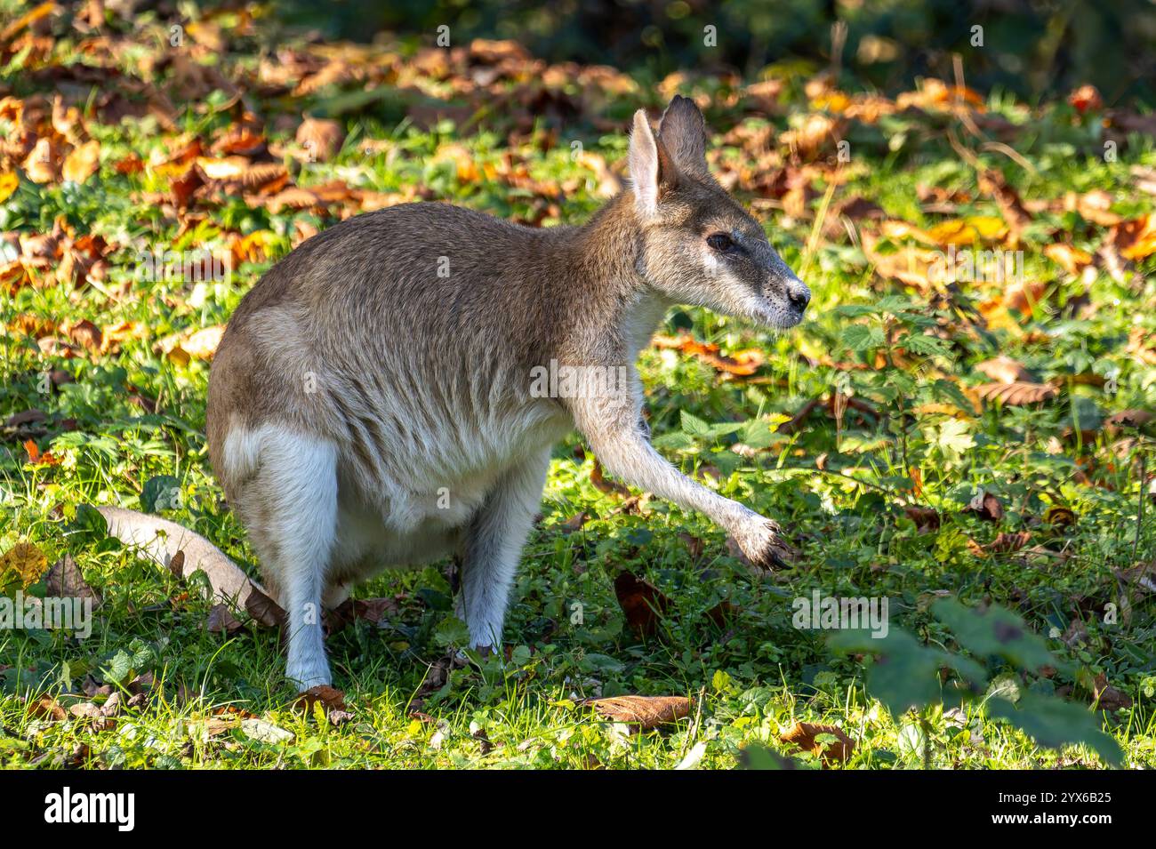 The agile wallaby, Macropus agilis also known as the sandy wallaby is a ...