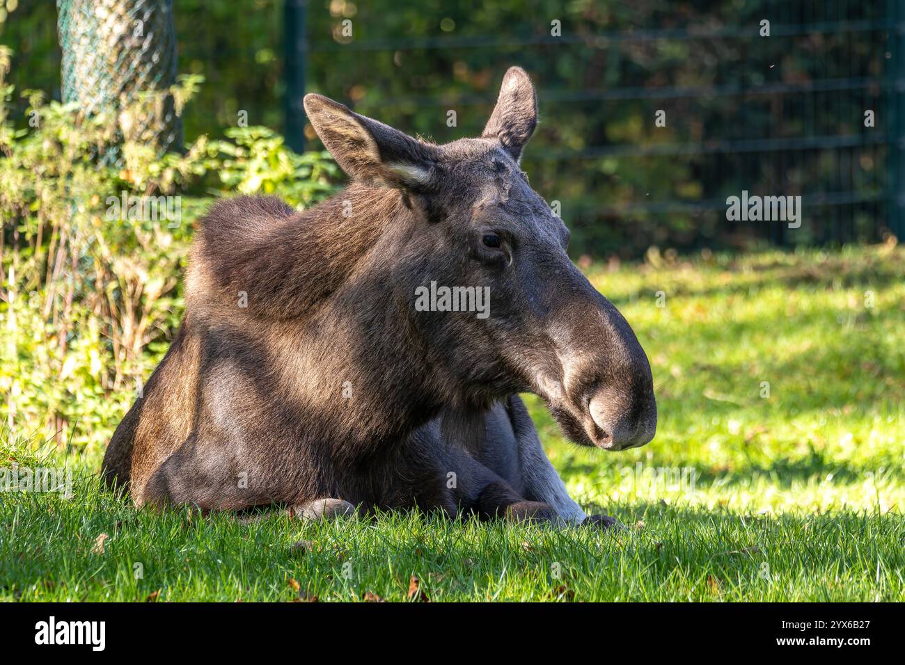 European Moose, Alces alces, also known as the elk. Wild life animal ...