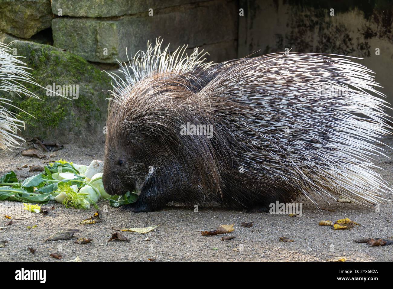The Indian crested Porcupine, Hystrix indica or Indian porcupine, is a ...