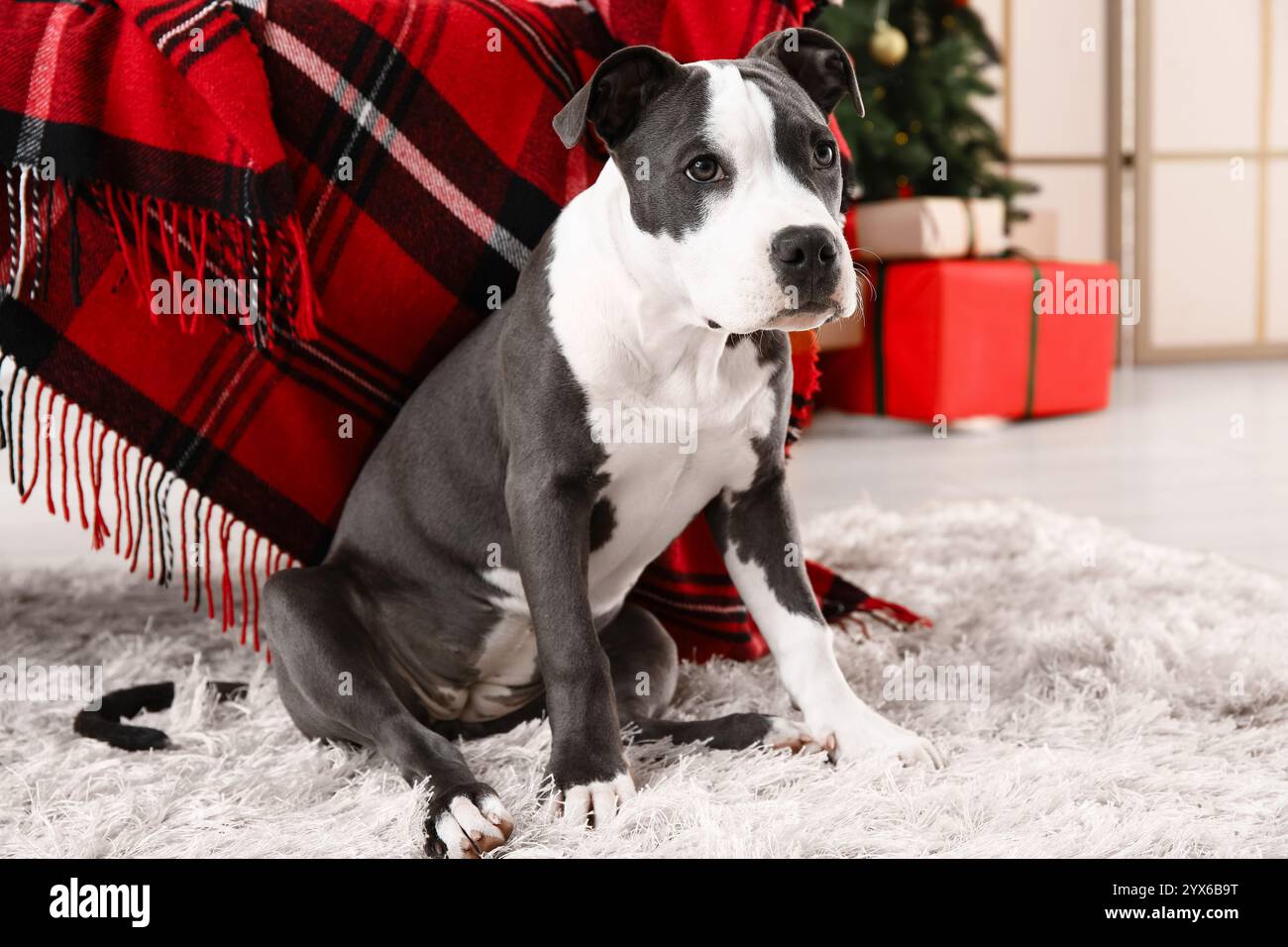 Cute Staffordshire Terrier puppy at home on Christmas eve Stock Photo ...
