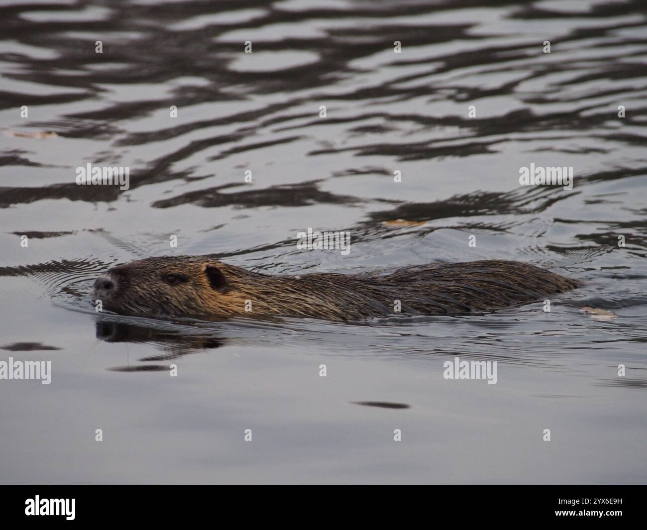 Side profile of a nutria (Myocastor coypus) swimming in the pond of the ...