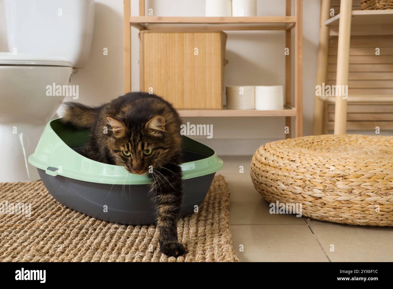 Cute tabby cat using litter box in restroom Stock Photo - Alamy
