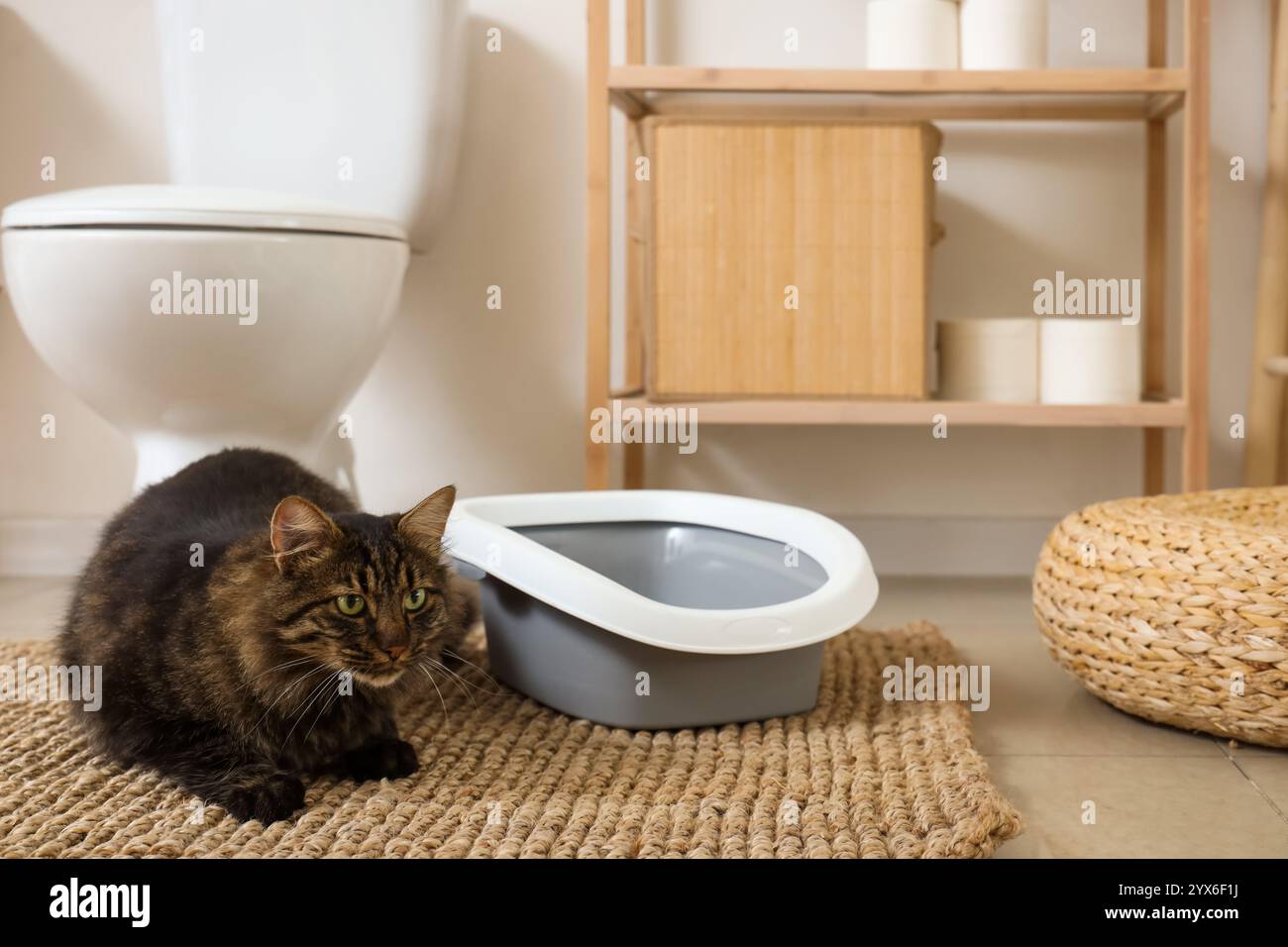 Cute tabby cat near litter box in restroom Stock Photo - Alamy