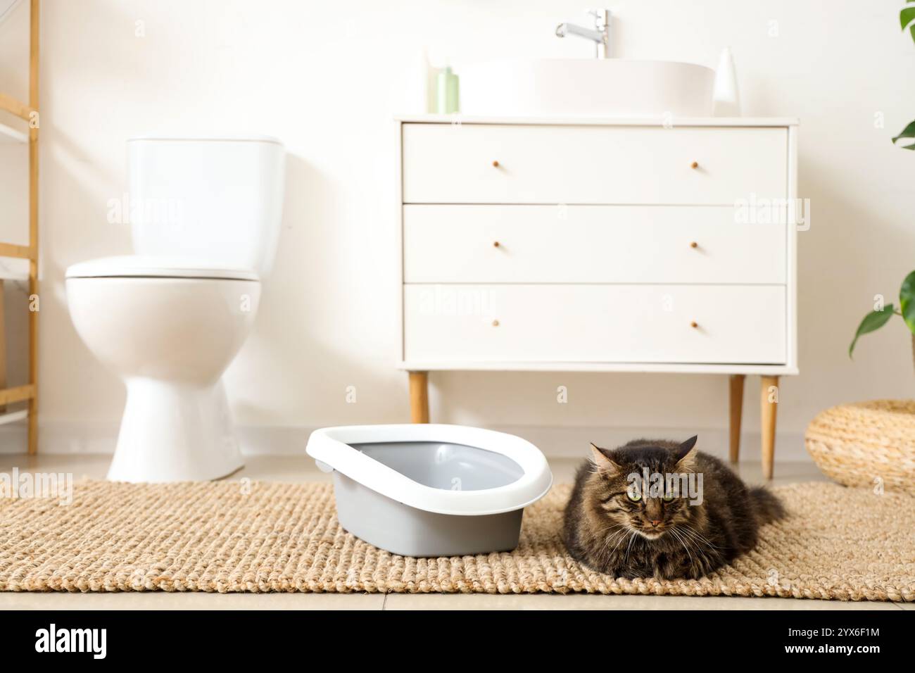Cute tabby cat near litter box in restroom Stock Photo - Alamy