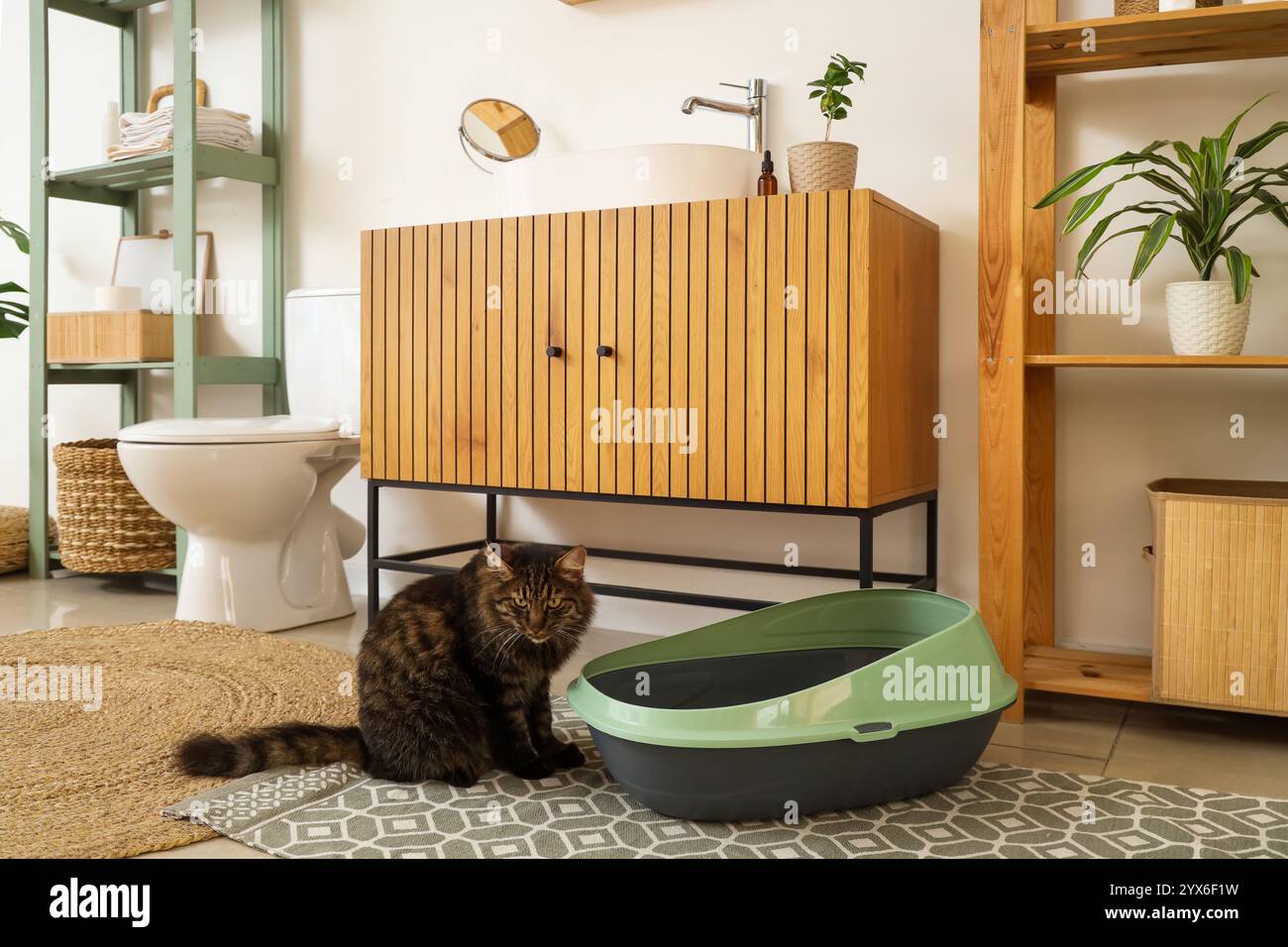 Cute tabby cat near litter box in restroom Stock Photo - Alamy