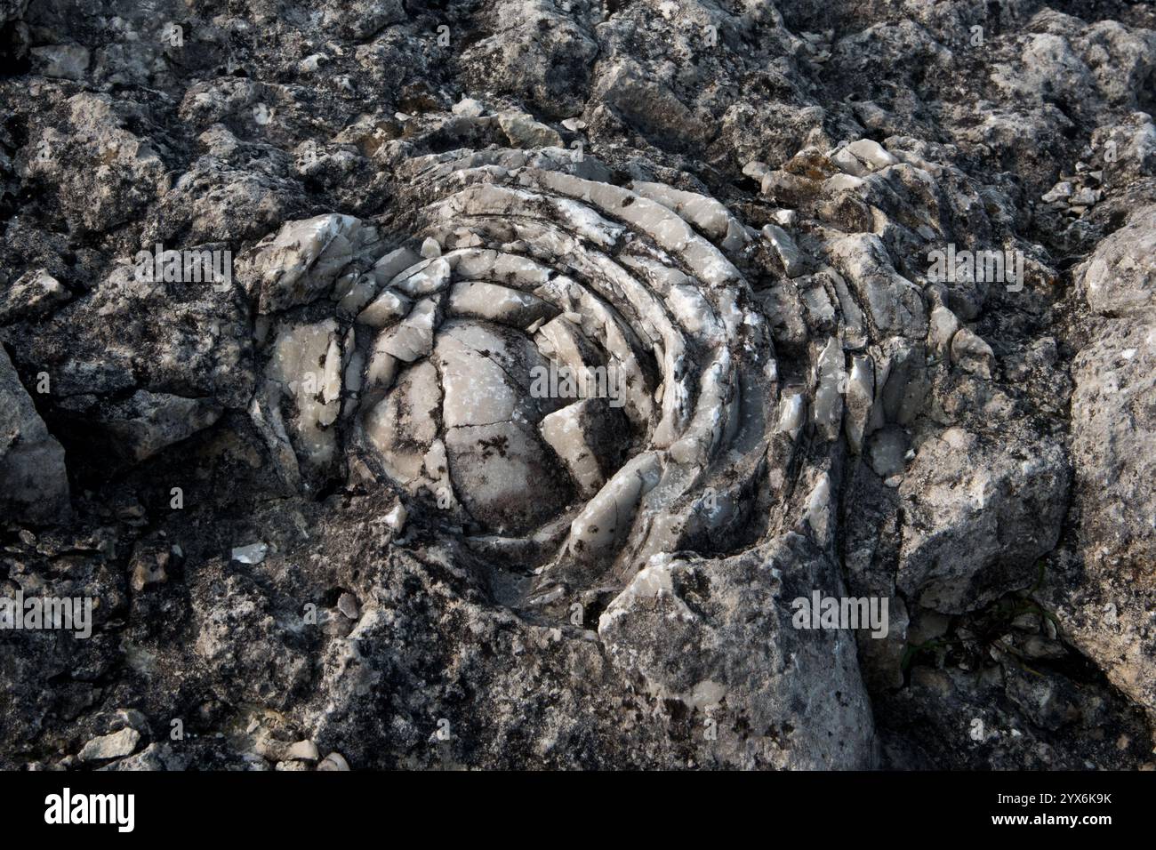 fossils in the limestone cliffs of Langhammars on the island Färö in ...
