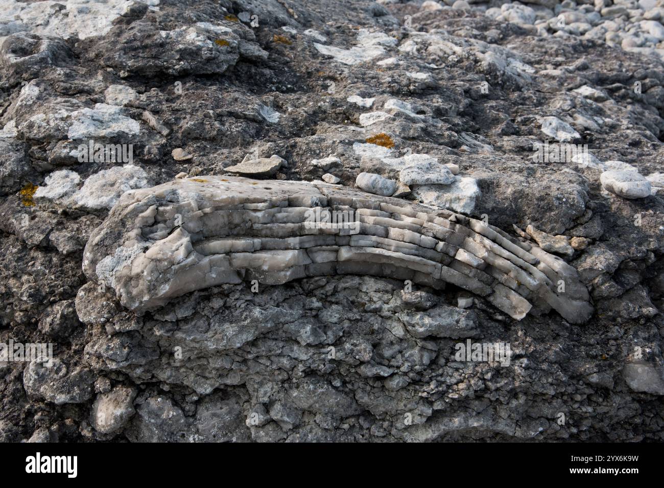 fossils in the limestone cliffs of Langhammars on the island Färö in ...