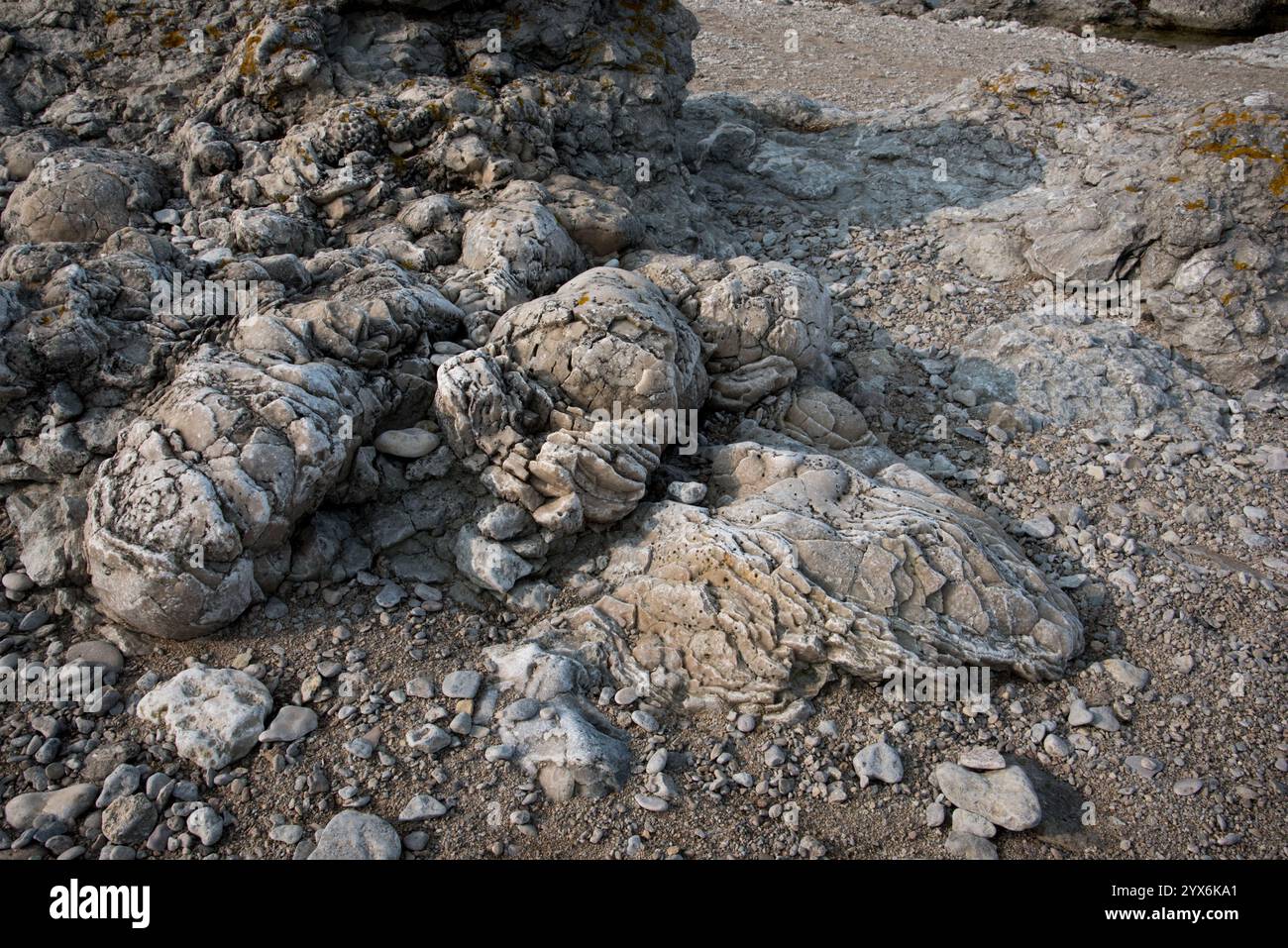 fossils in the limestone cliffs of Langhammars on the island Färö in ...